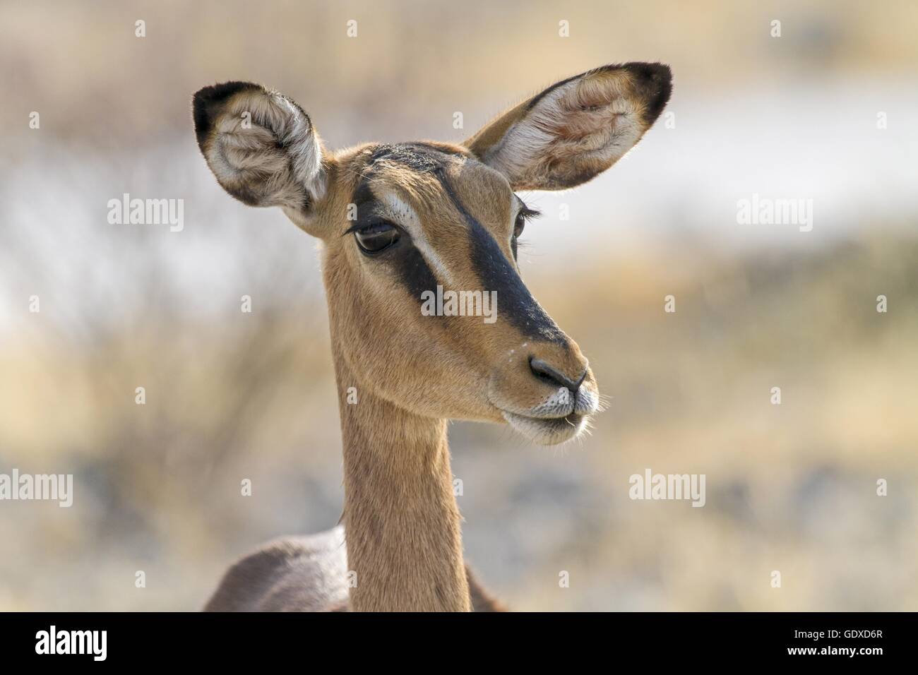 Adult impala hi-res stock photography and images - Alamy