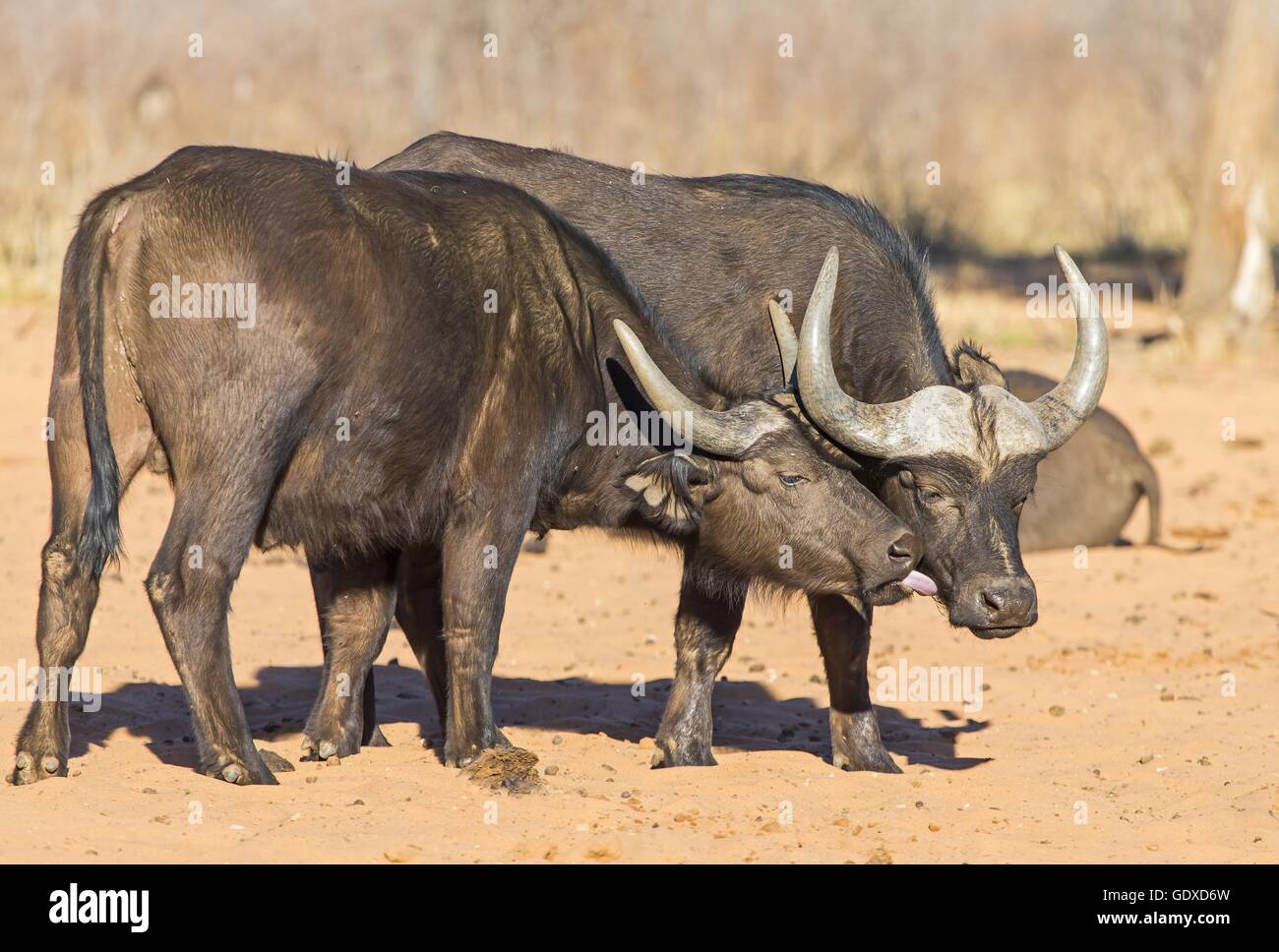 Buffalo tongue wild hi-res stock photography and images - Alamy