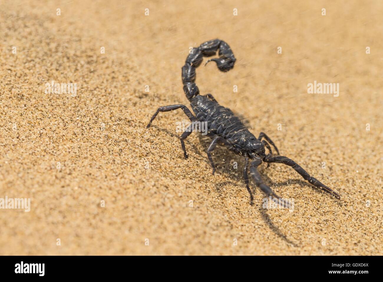 Sun scorpion hi-res stock photography and images - Alamy