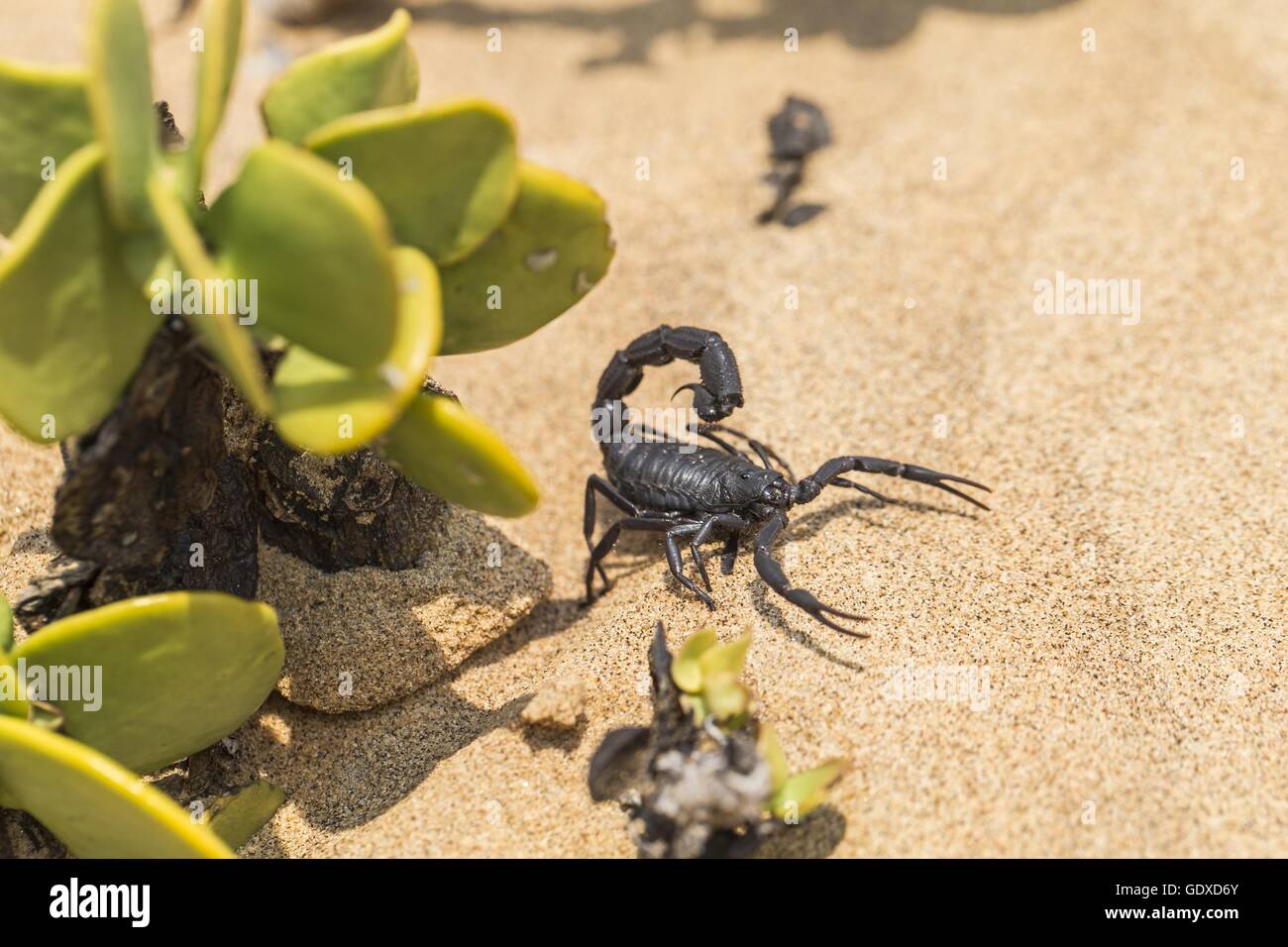 Scorpions scorpiones hi-res stock photography and images - Alamy