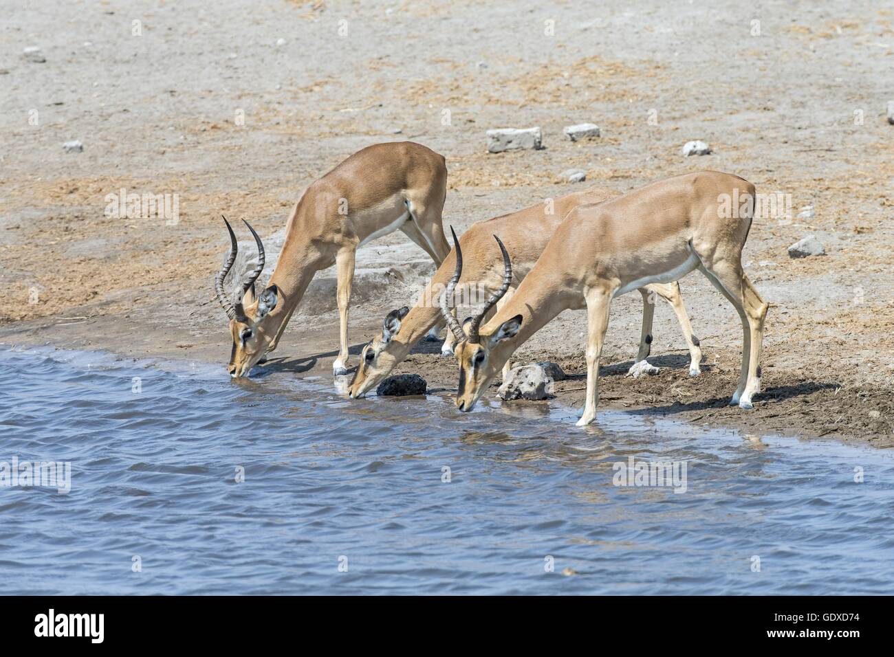 Impalas water hi-res stock photography and images - Alamy