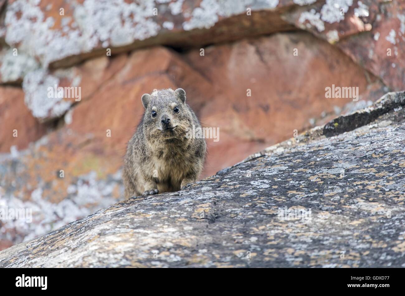 Cape Dassies High Resolution Stock Photography and Images - Alamy