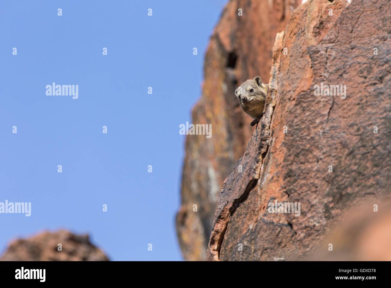 Cape dassies hi-res stock photography and images - Alamy