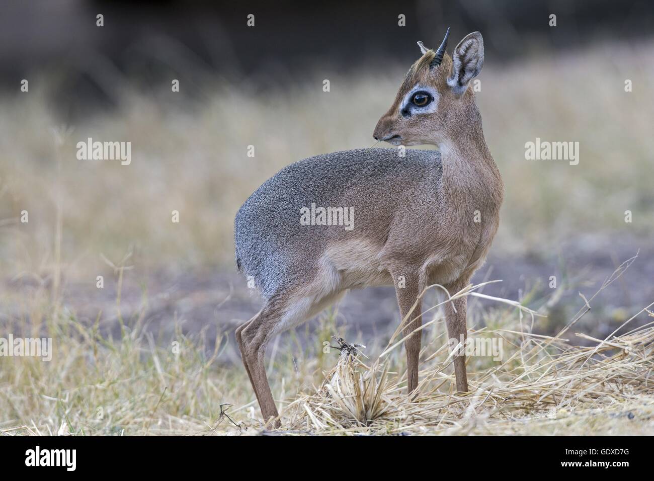 Dik diks hi-res stock photography and images - Alamy