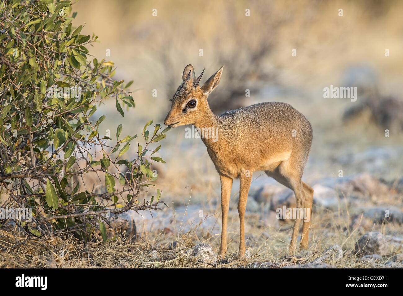 Dik diks hi-res stock photography and images - Alamy