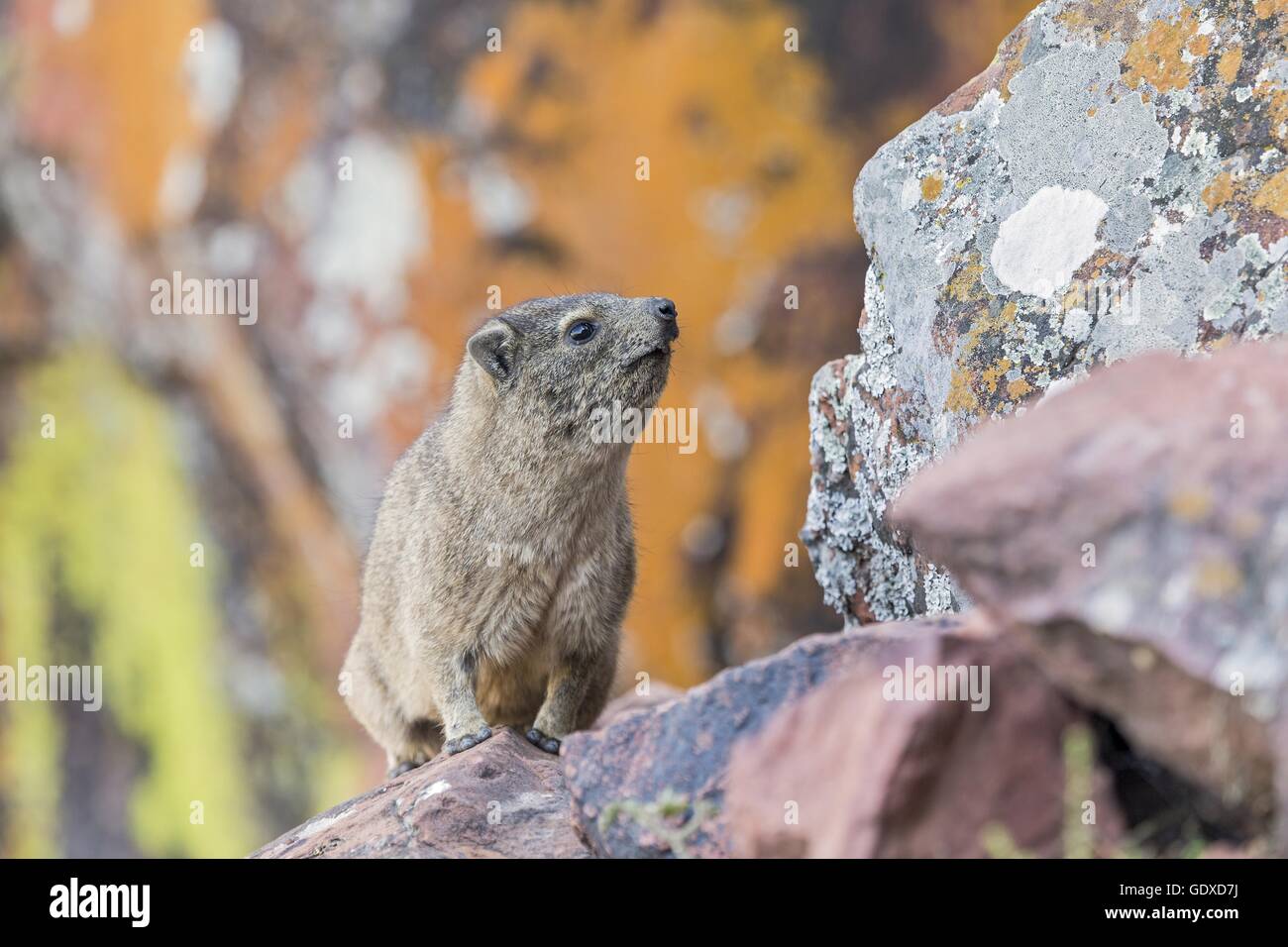 Cape dassies hi-res stock photography and images - Alamy