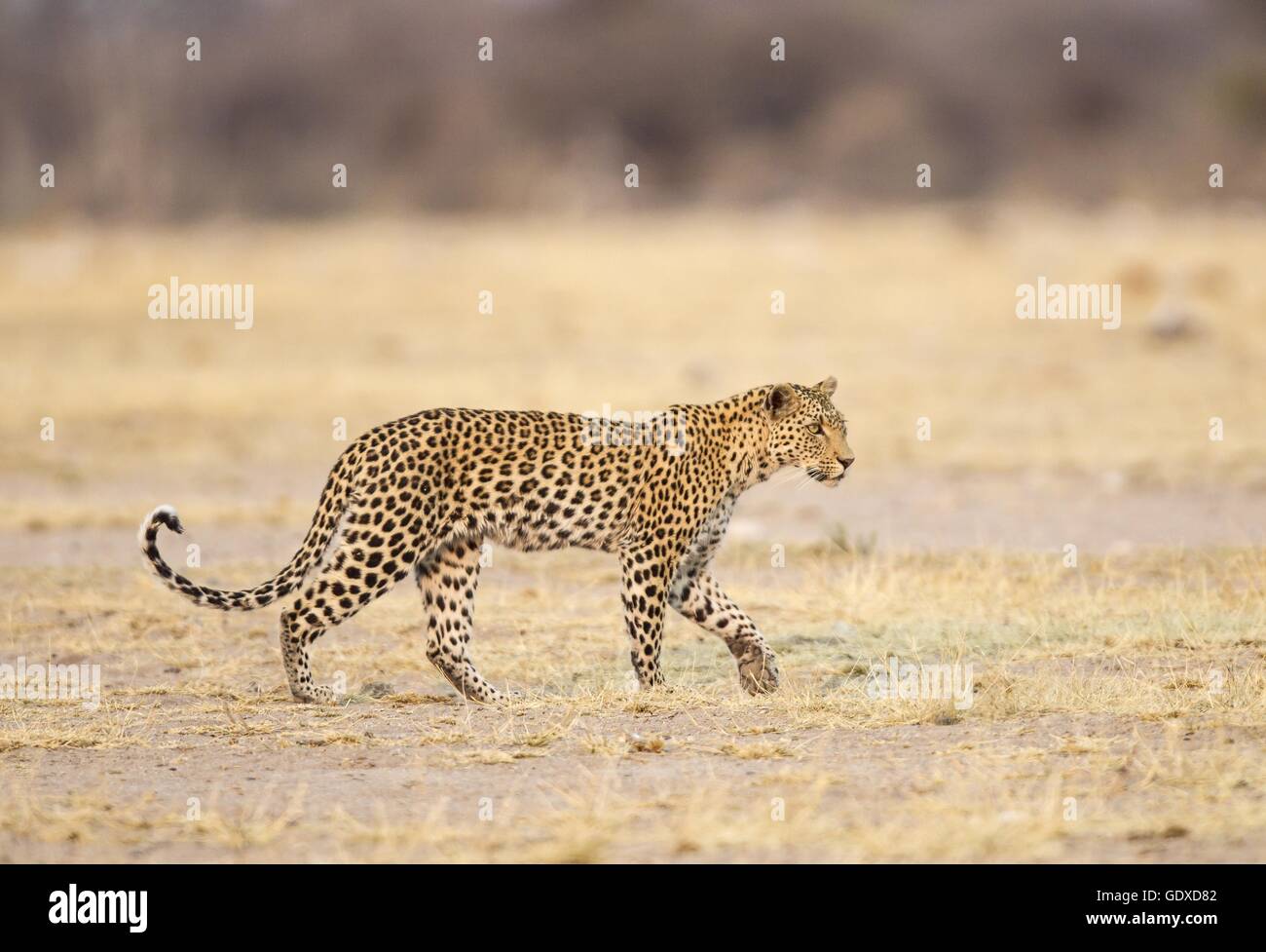 Leopard panthera pardus going walk hi-res stock photography and images ...
