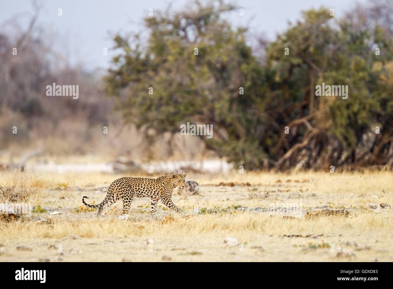 Leopard africa moving hi-res stock photography and images - Alamy