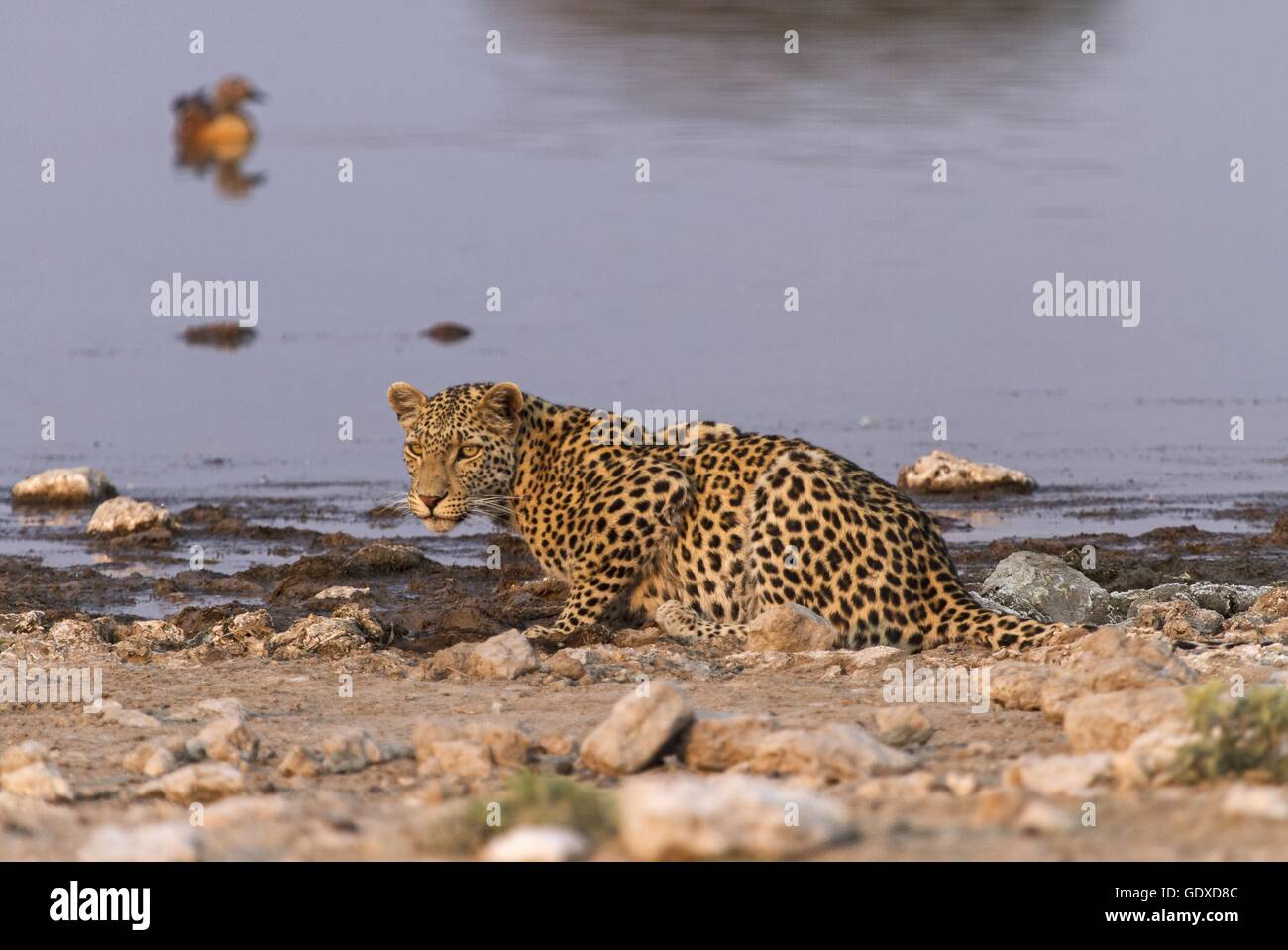 Sea leopards hi-res stock photography and images - Alamy