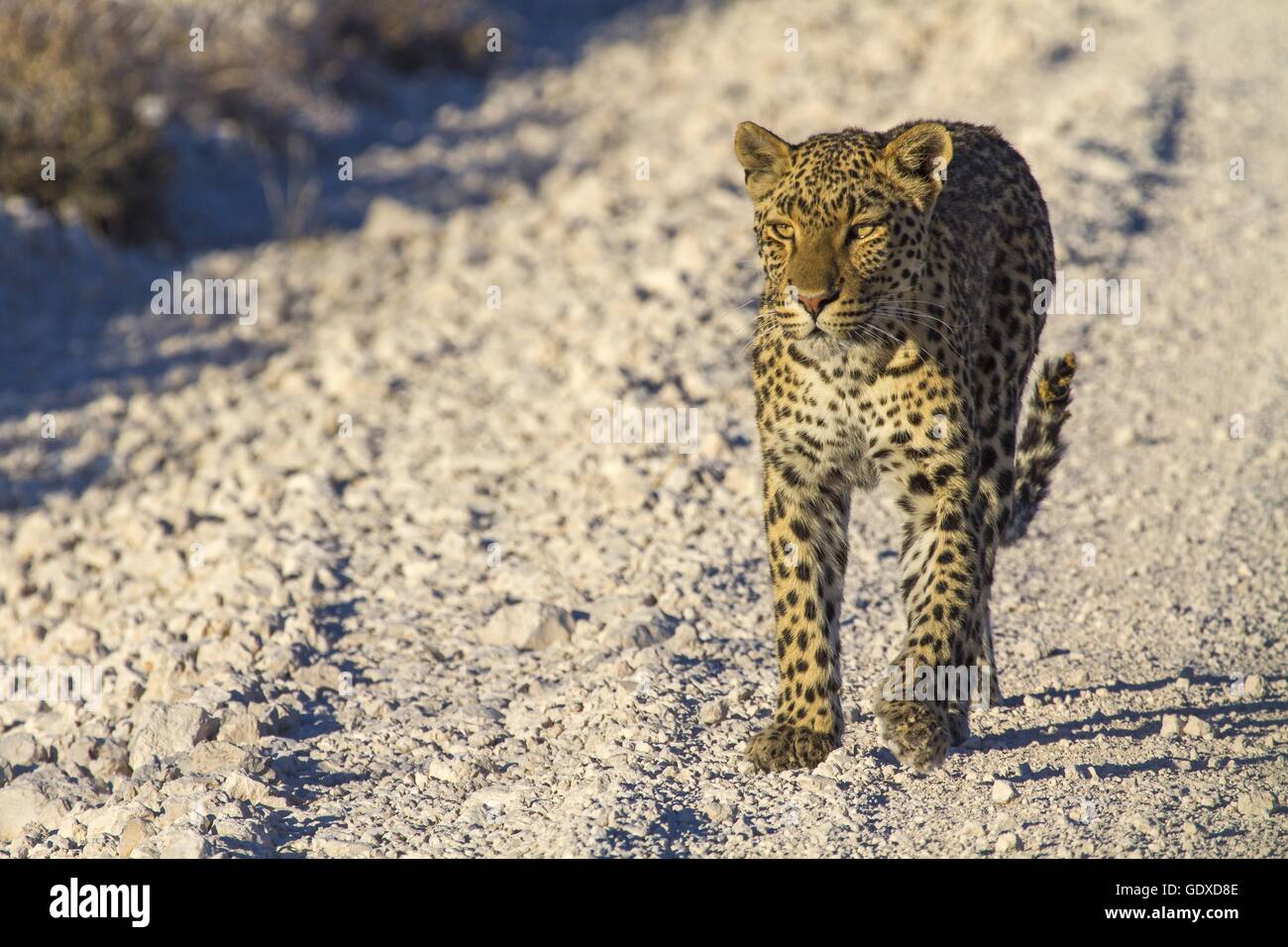 Leopard africa moving hi-res stock photography and images - Alamy