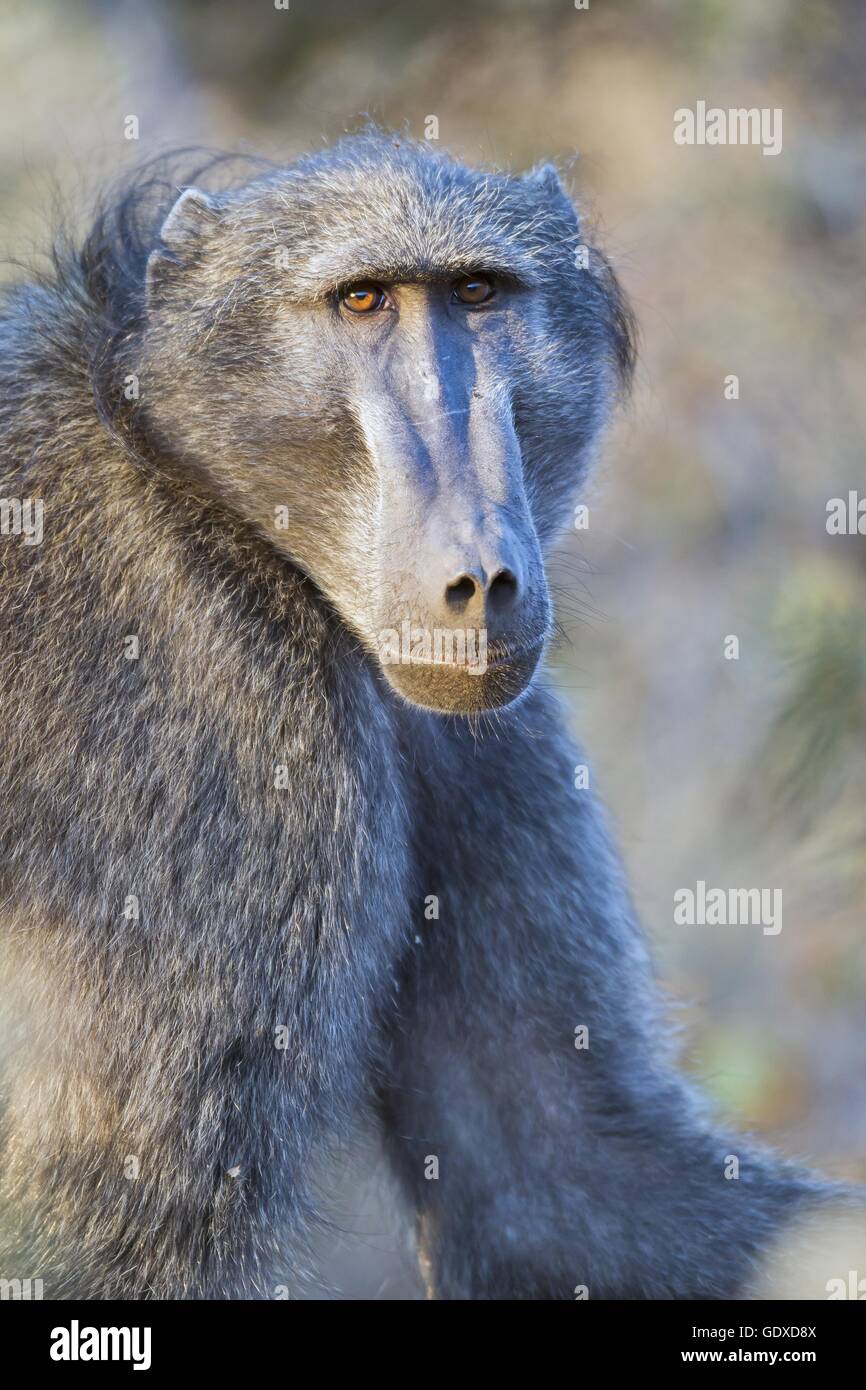 Baboons head hi-res stock photography and images - Alamy