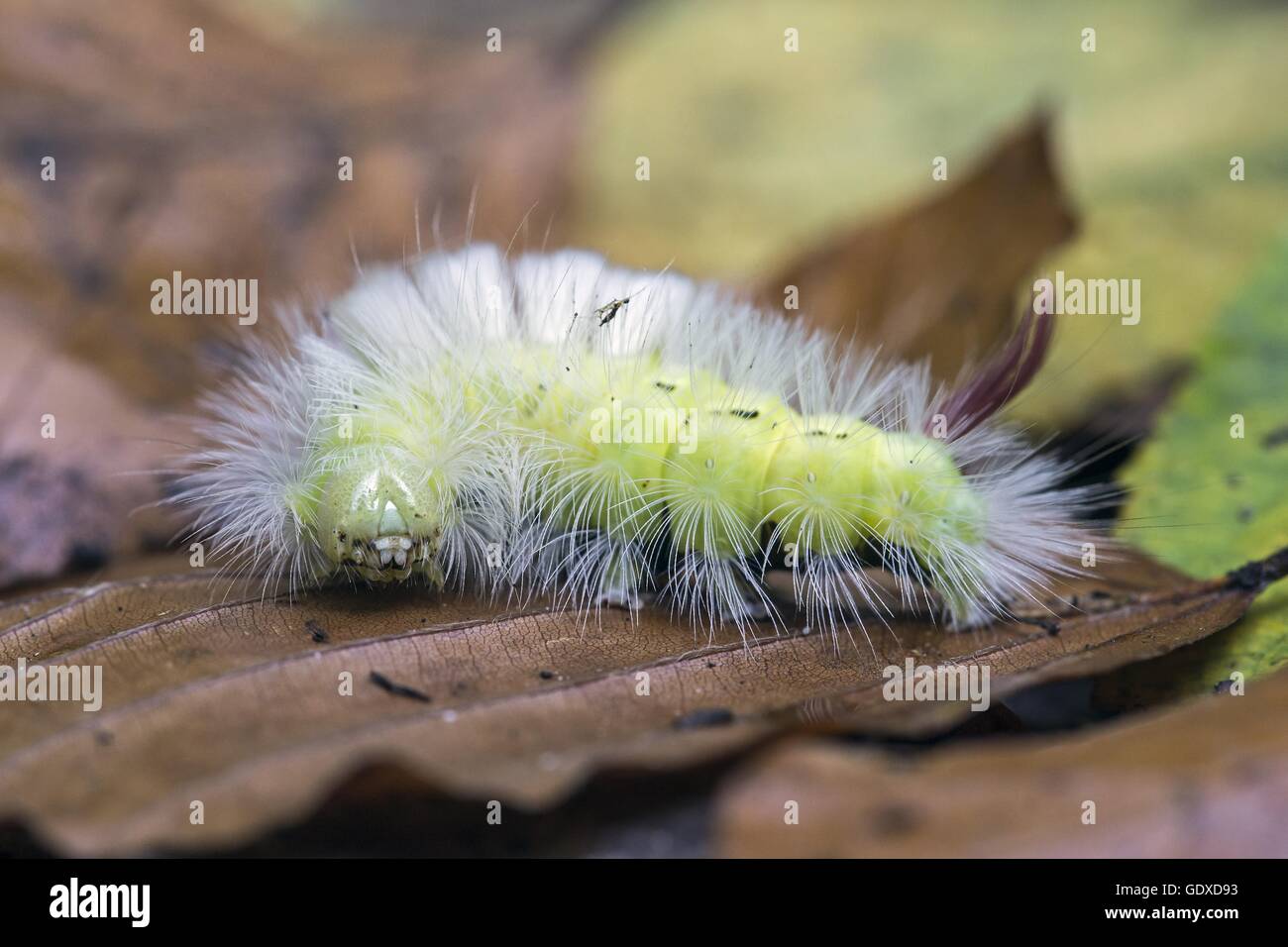 Pale tussock moth larvae hi-res stock photography and images - Alamy