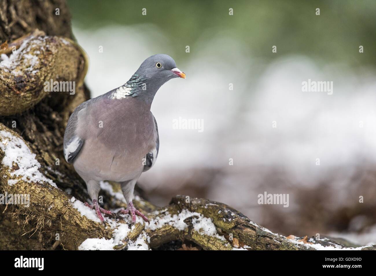 Culver culvers bird birds hi-res stock photography and images - Alamy