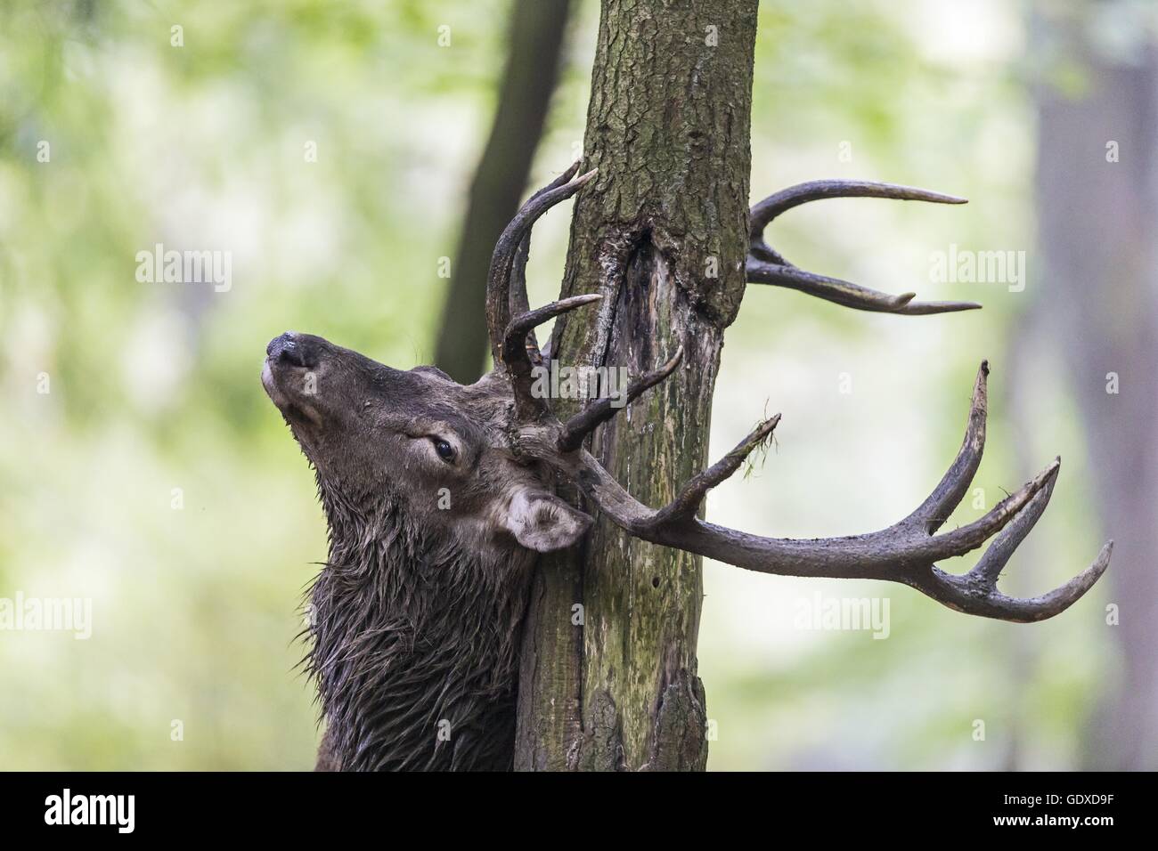 Deer scratching its antler hi-res stock photography and images - Alamy