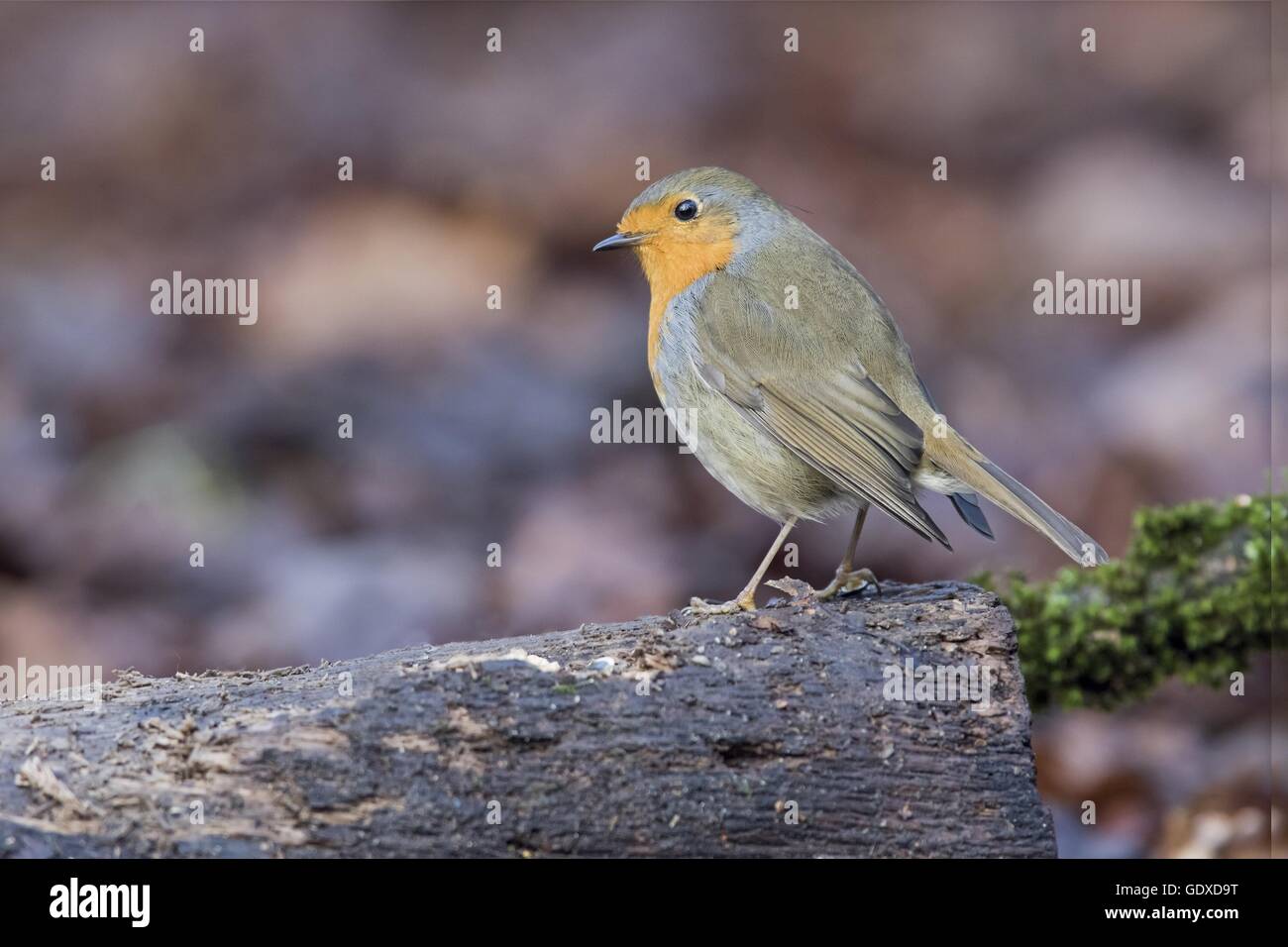 Autumn robins hi-res stock photography and images - Alamy