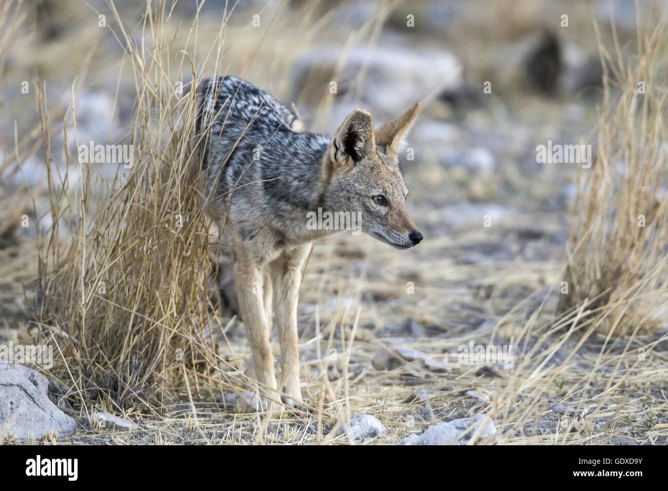 Red jackals hi-res stock photography and images - Alamy