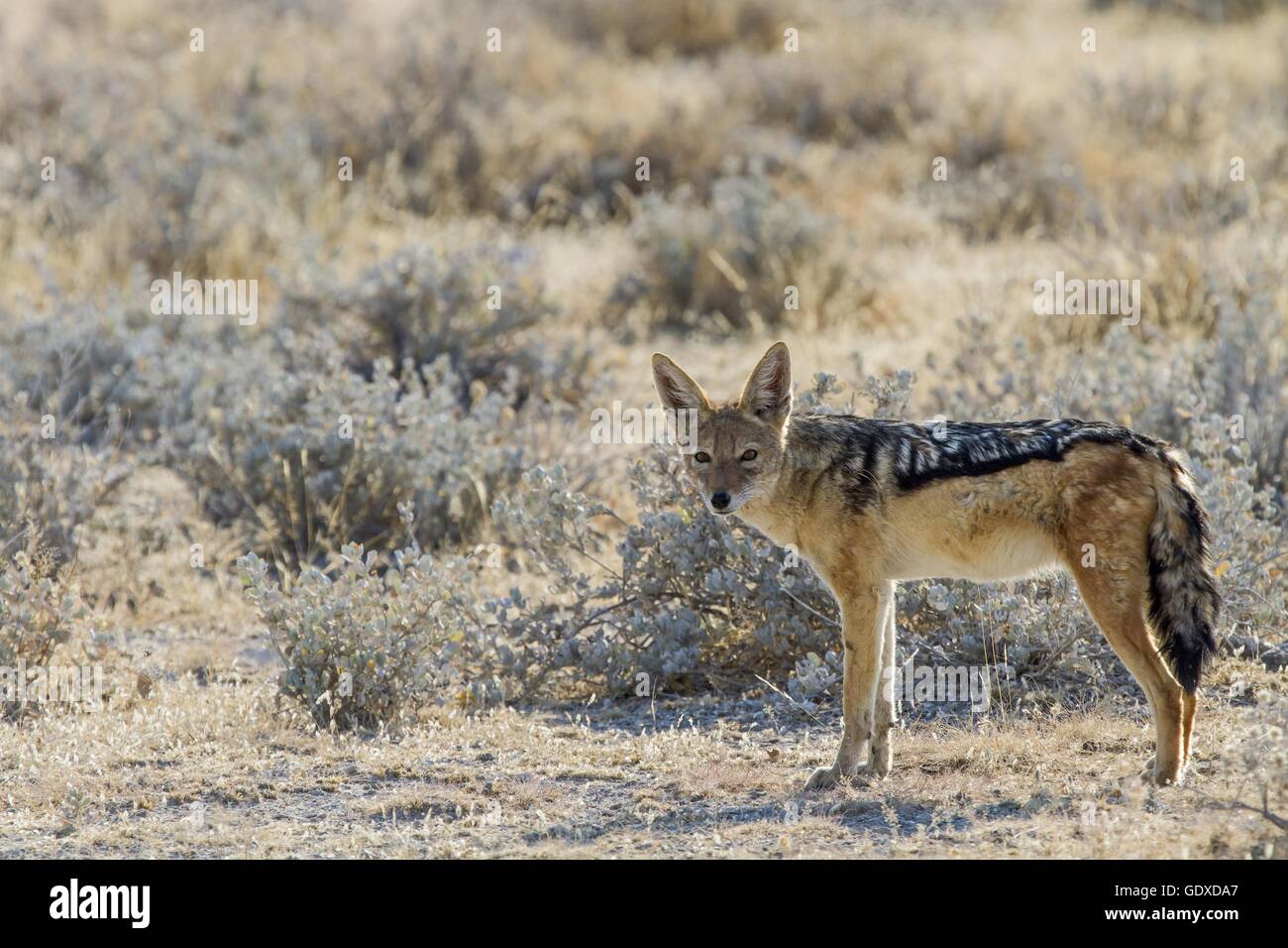 Jackal eye to eye hi-res stock photography and images - Alamy