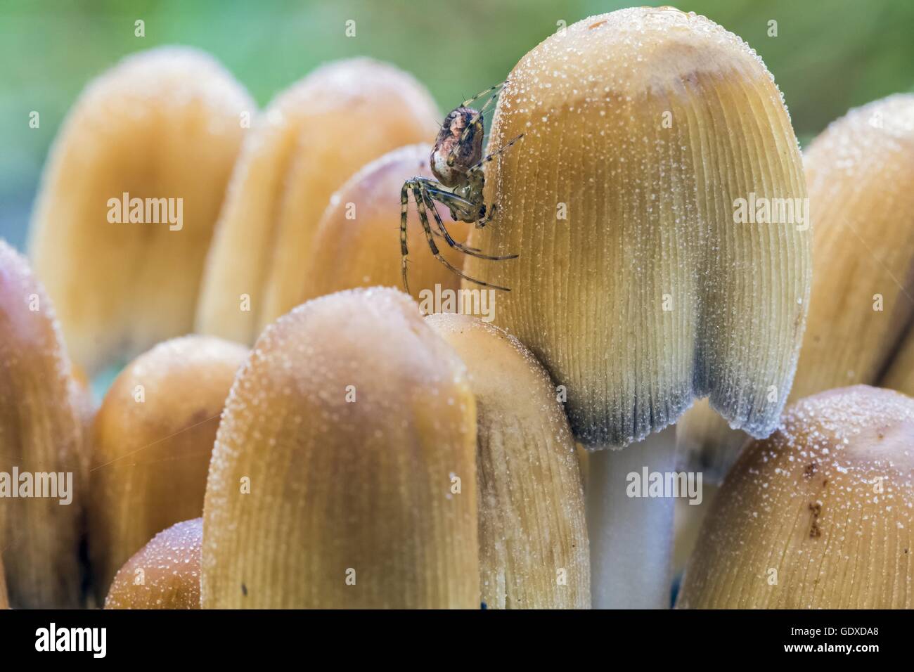 Spider and mushrooms hi-res stock photography and images - Alamy