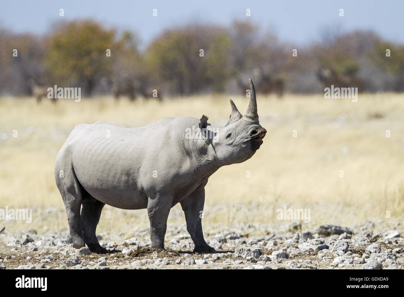 Black rhinoceros side profile hi-res stock photography and images - Alamy