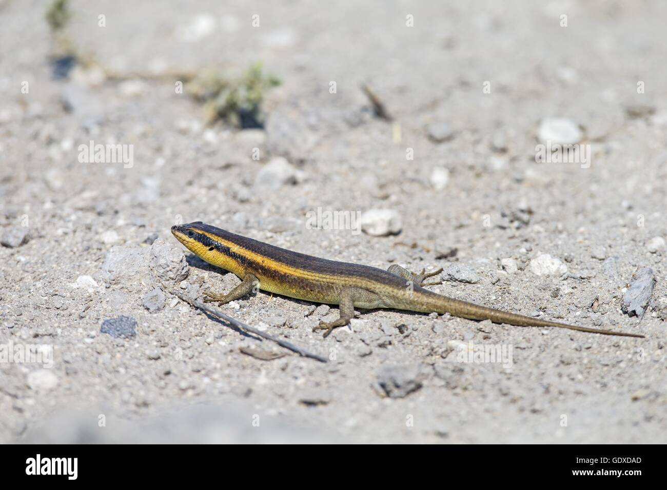 African skinks hi-res stock photography and images - Alamy