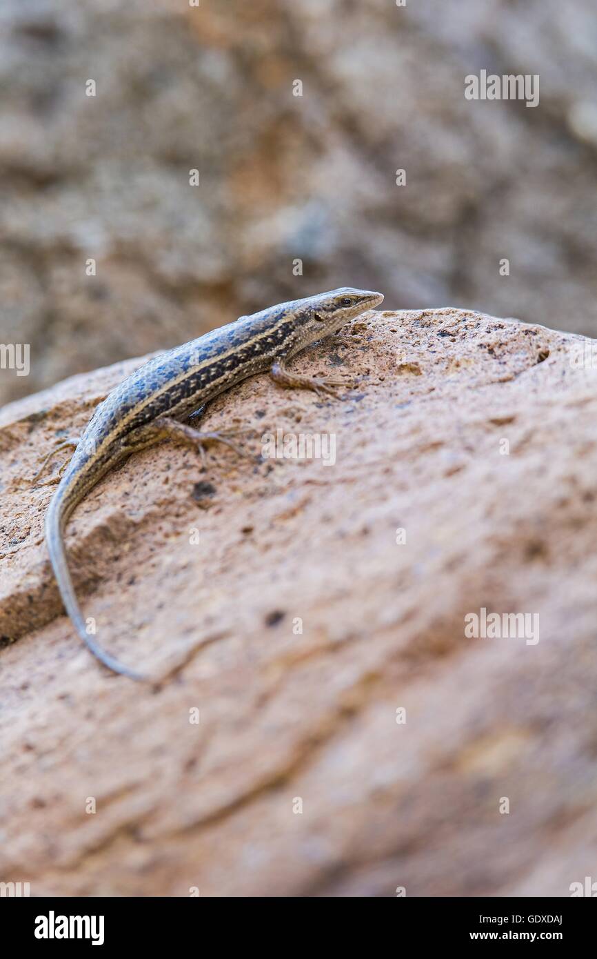 Striped skinks hi-res stock photography and images - Alamy