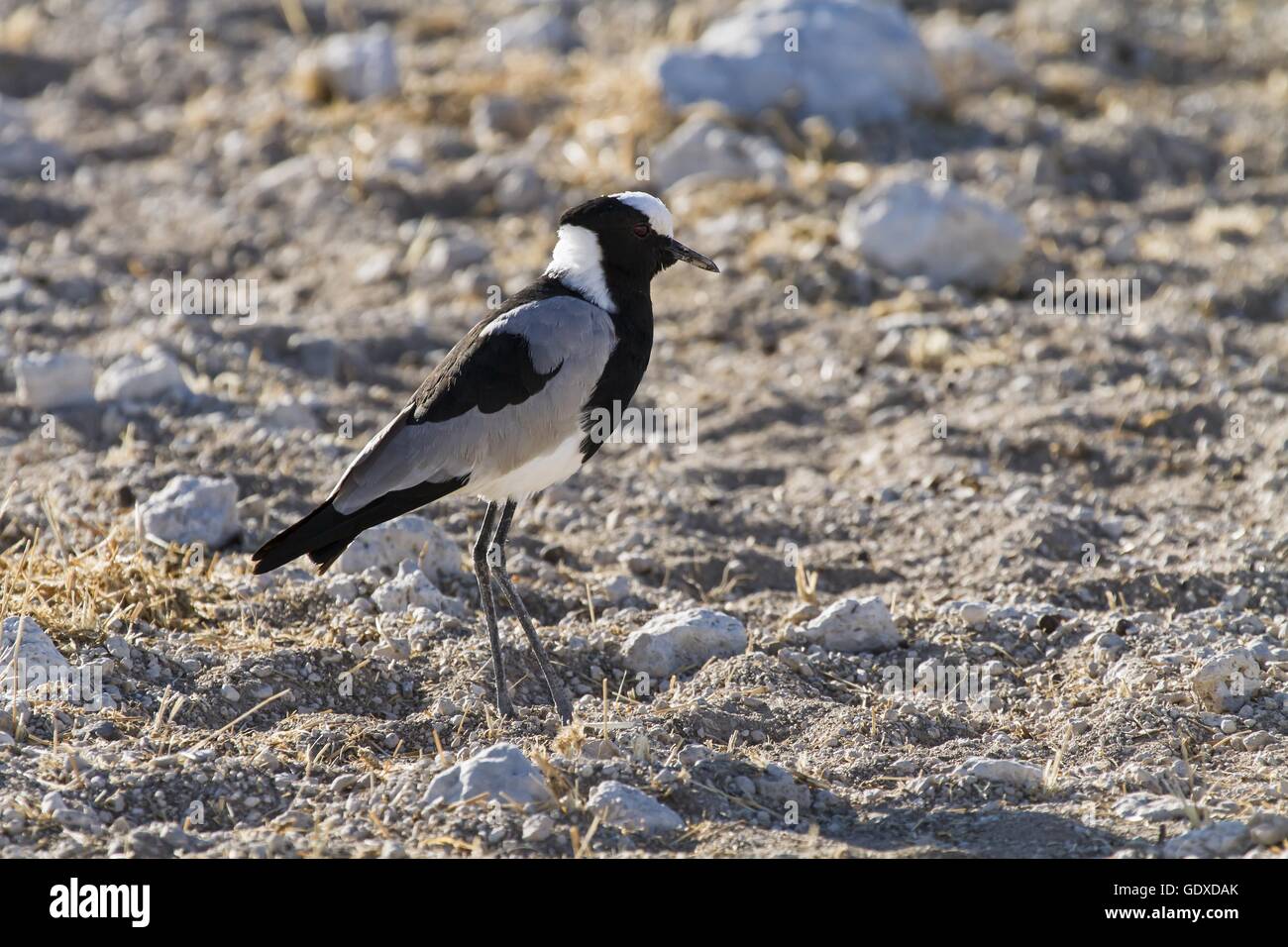 Blacksmith plovers hi-res stock photography and images - Alamy