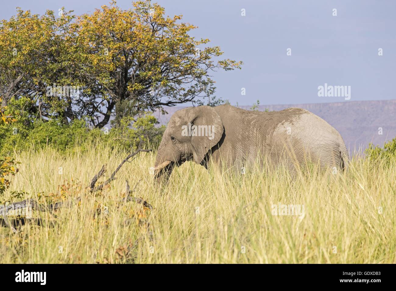 Savanna elephant profile hi-res stock photography and images - Alamy
