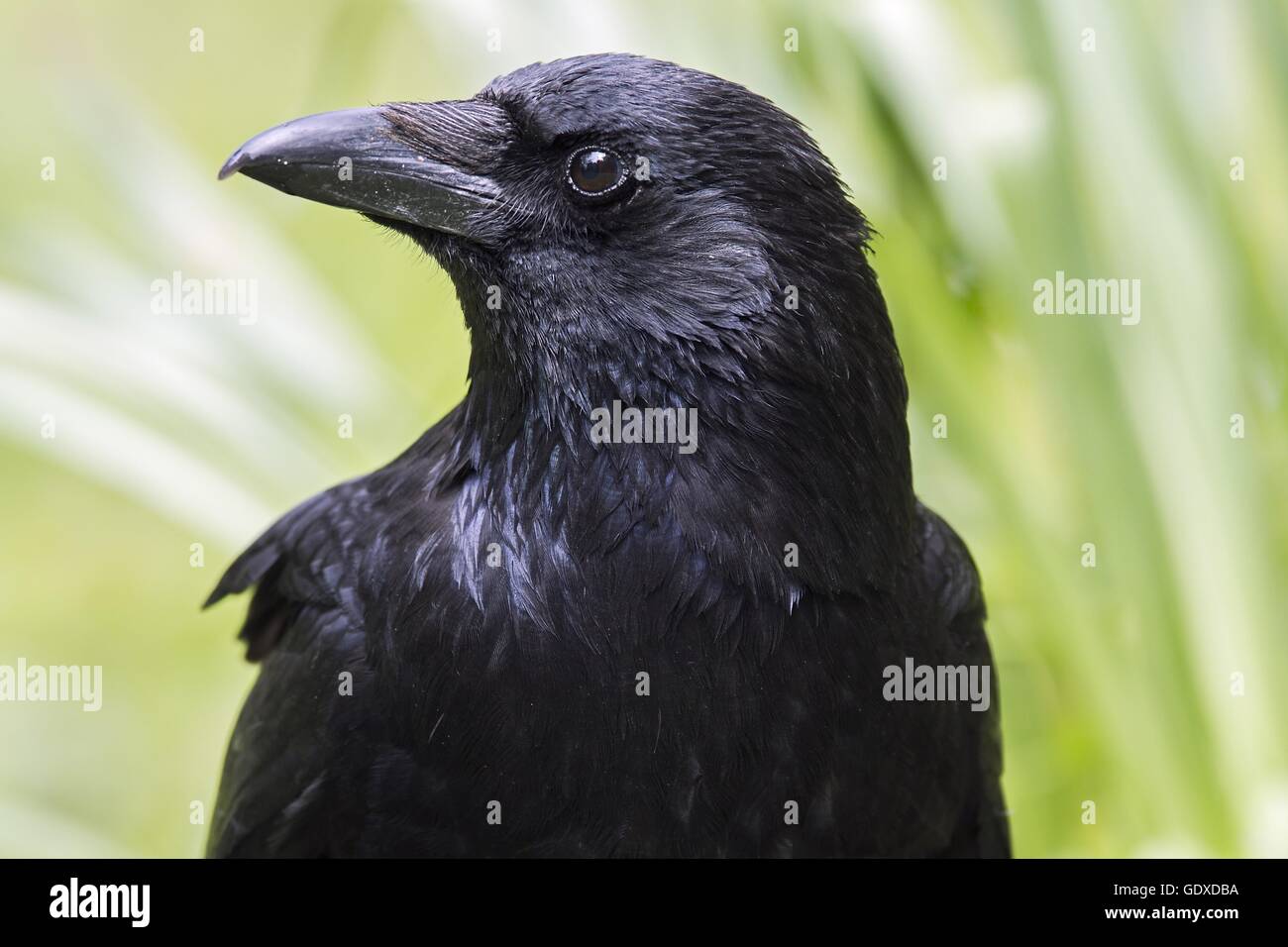 Crows head hi-res stock photography and images - Alamy