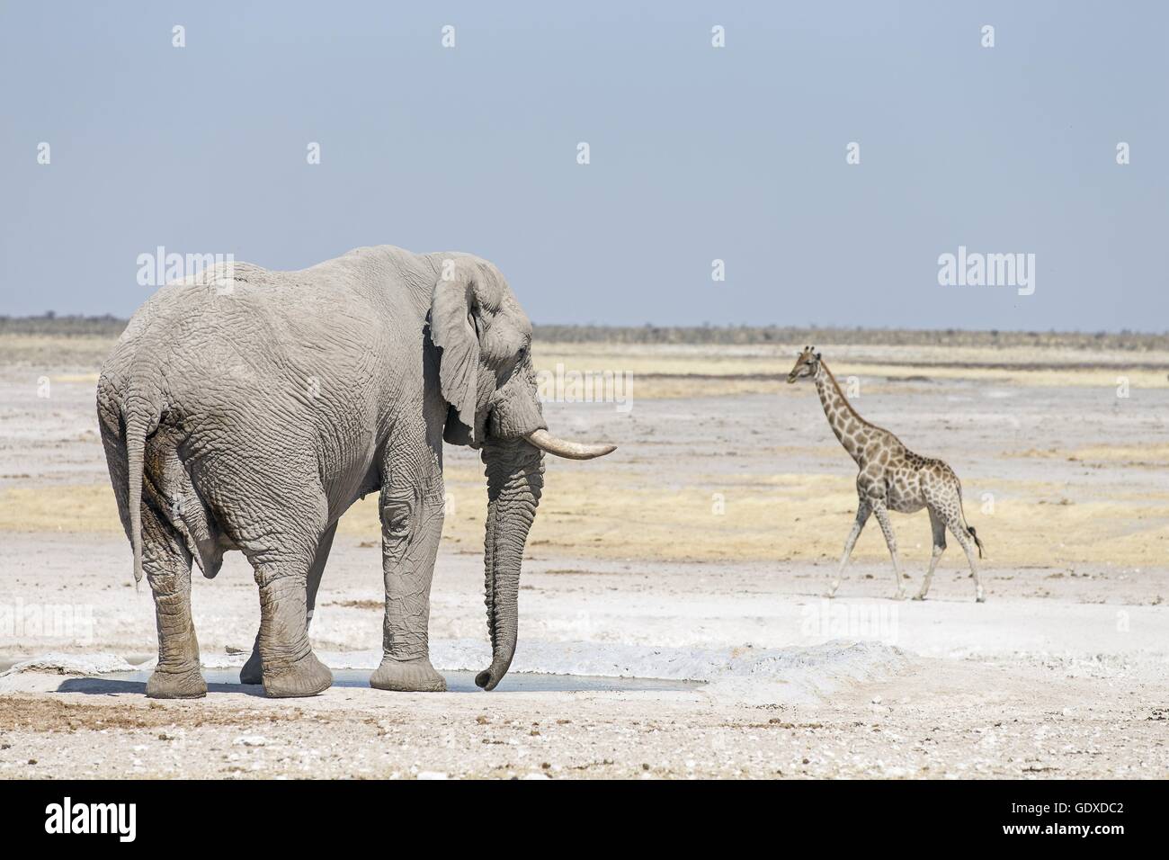 Back view two african wild hi-res stock photography and images - Alamy