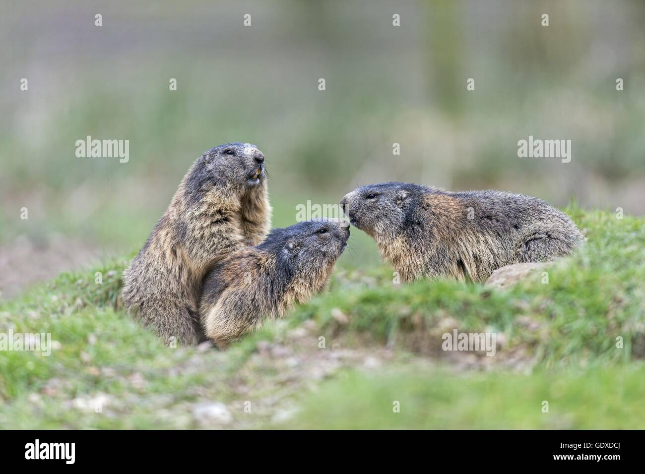 Three marmots hi-res stock photography and images - Alamy