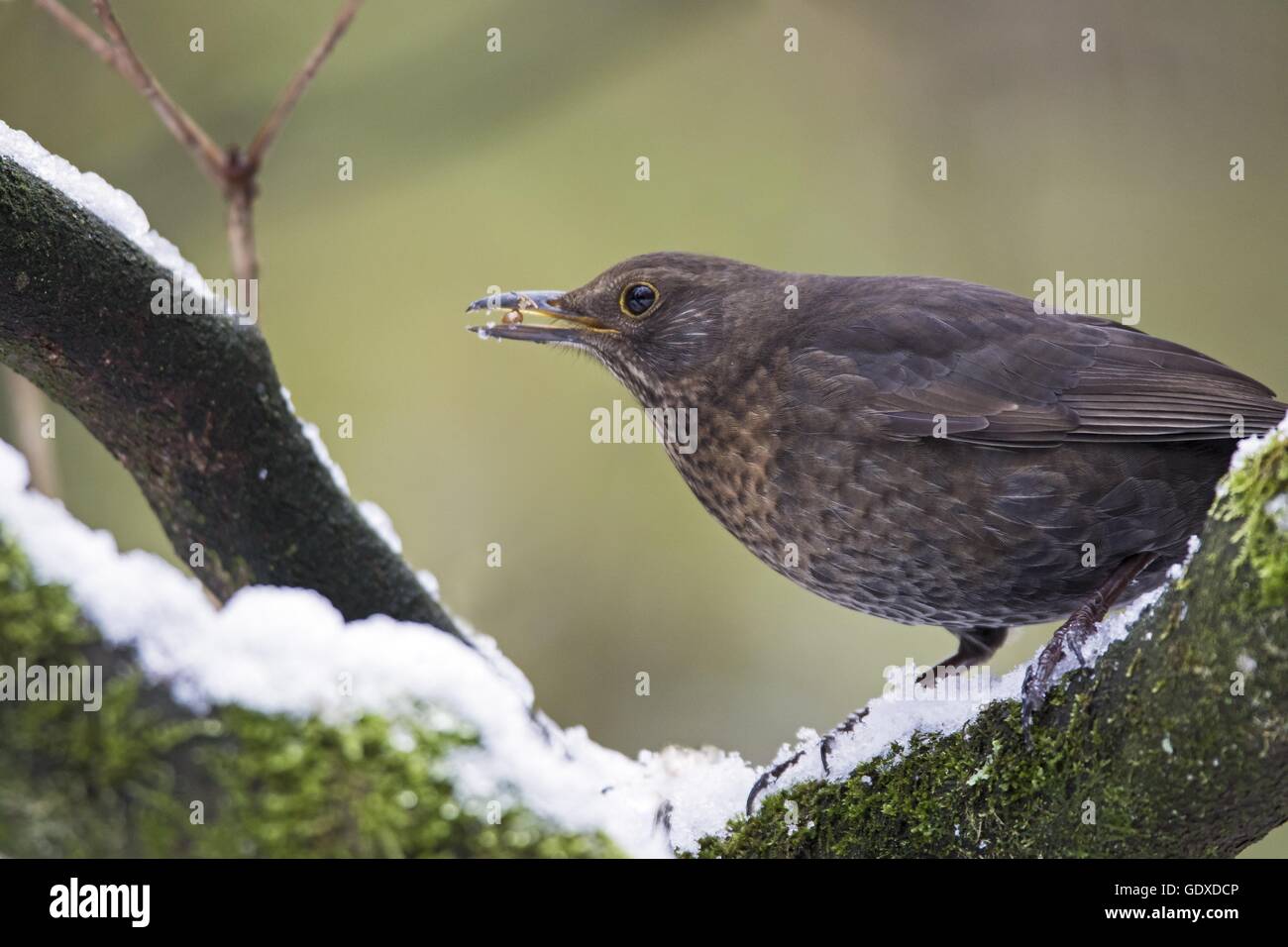 Blackbirds beaks hi-res stock photography and images - Alamy