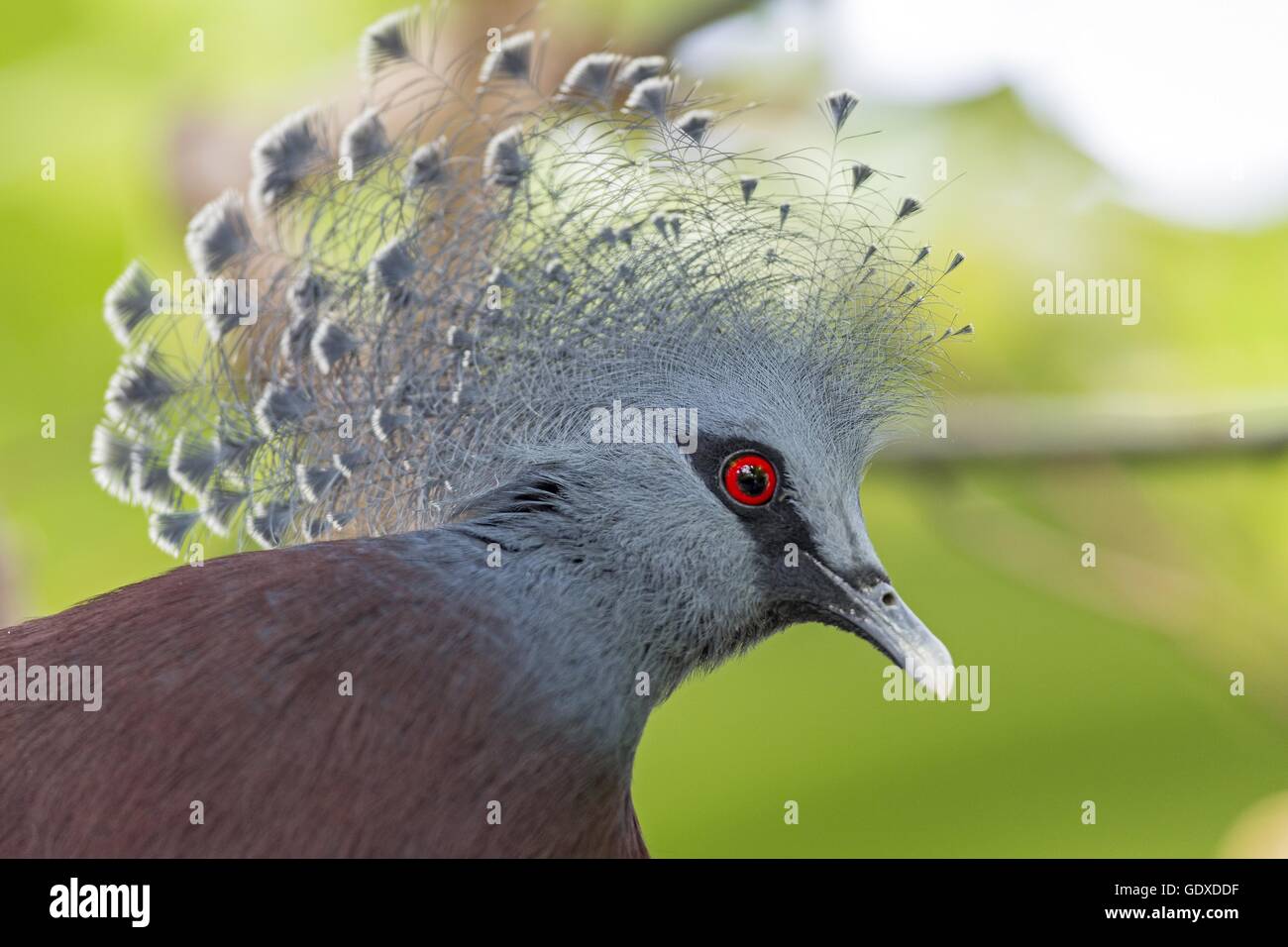 Victoria crowned pigeon profile horizontal hi-res stock photography and ...