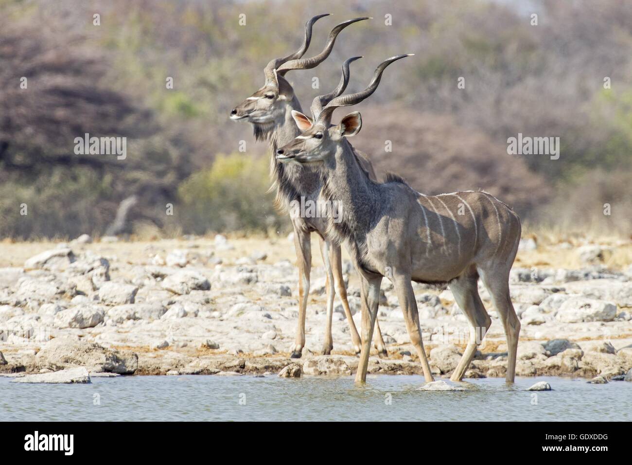 Two kudus hi-res stock photography and images - Alamy