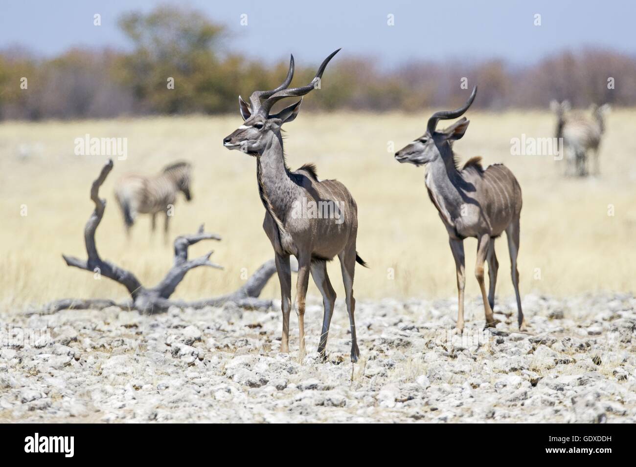 Two kudus hi-res stock photography and images - Alamy
