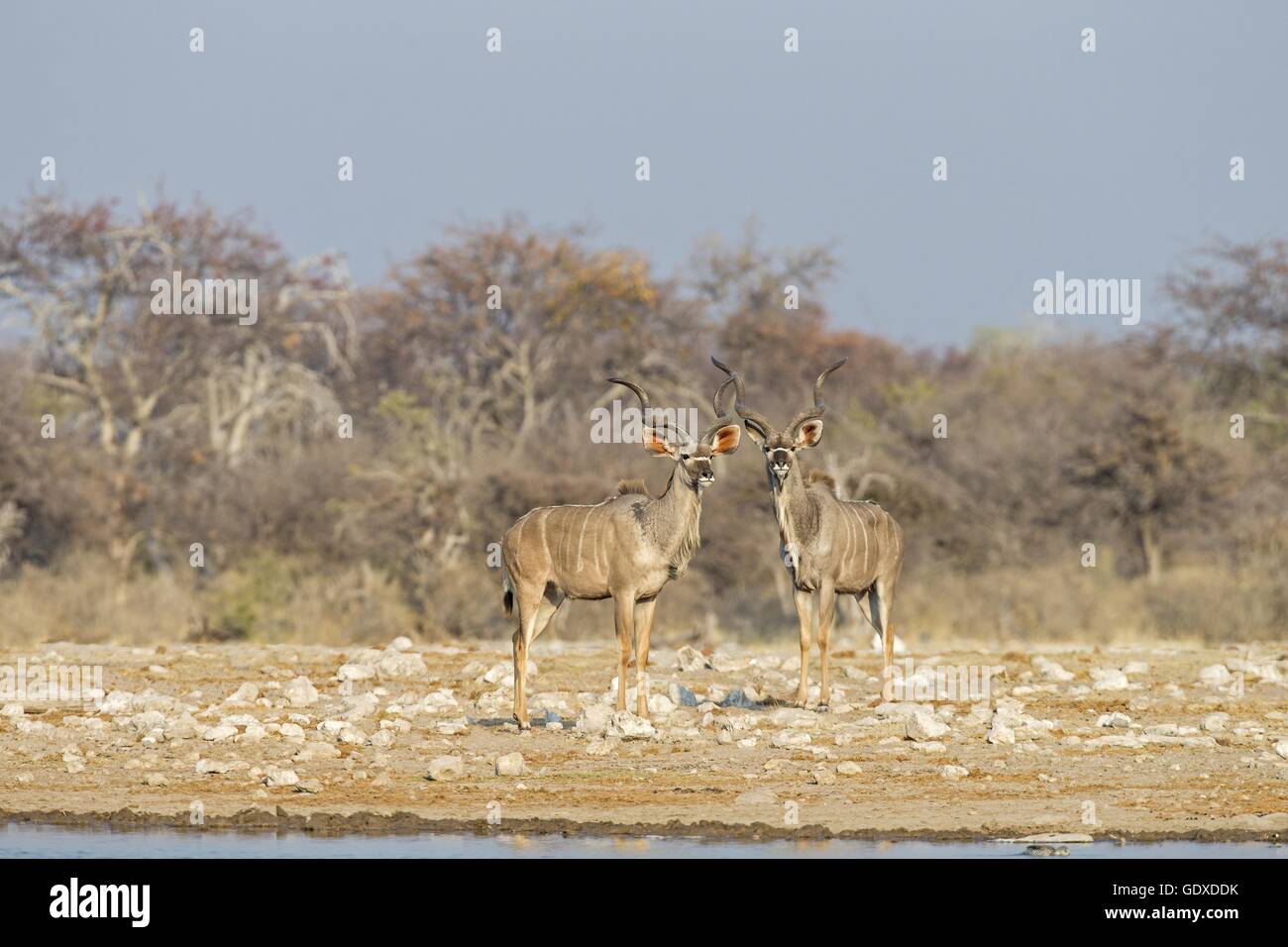 Two kudus hi-res stock photography and images - Alamy