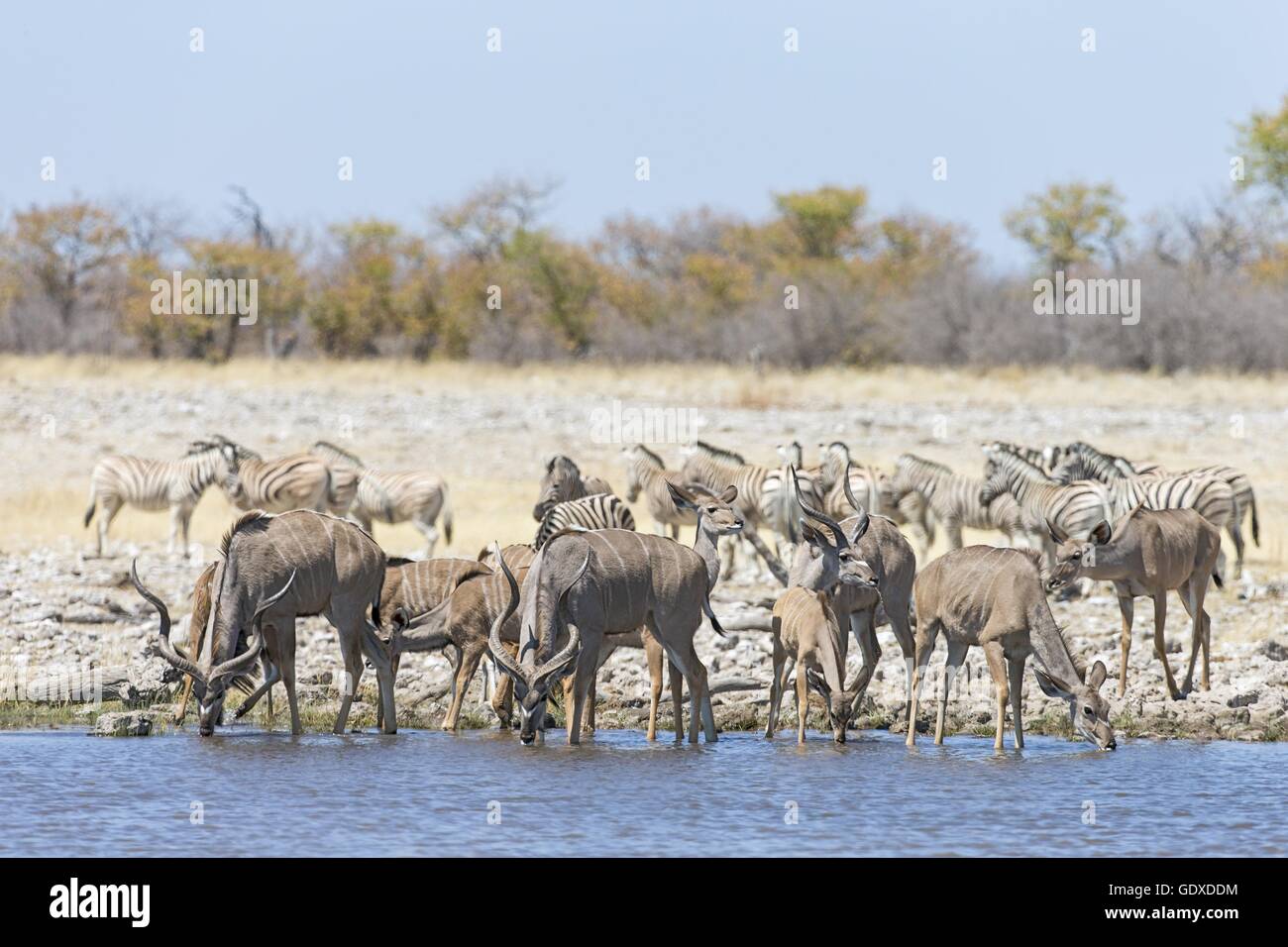 Group of kudus hi-res stock photography and images - Alamy