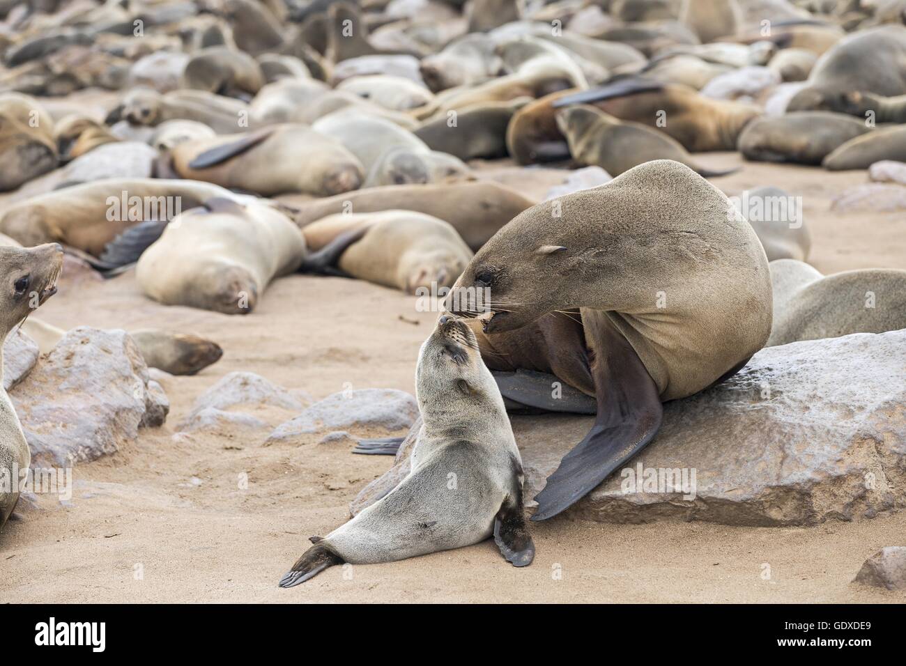 Eared seals hi-res stock photography and images - Alamy