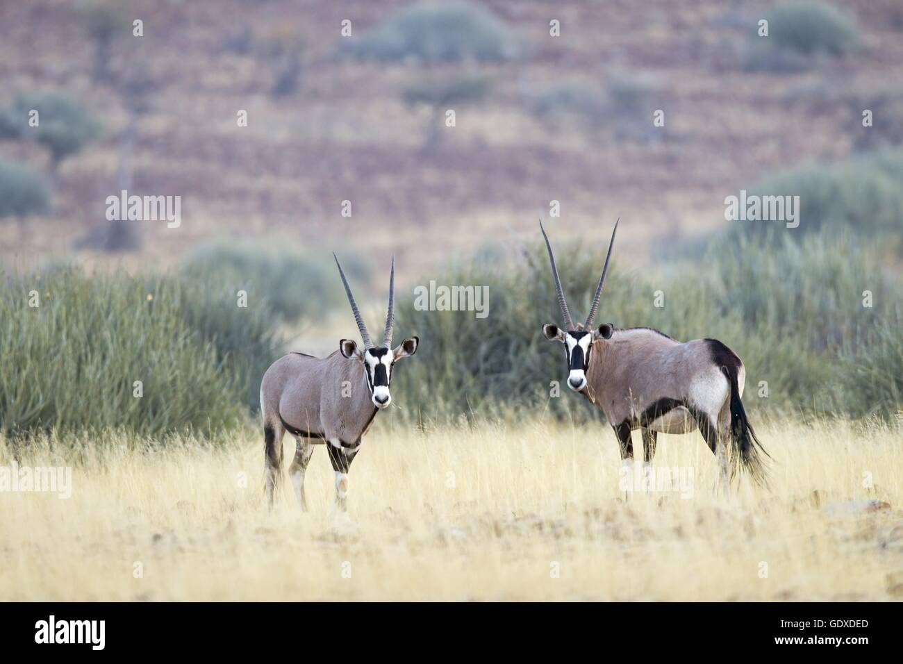 Adult oryx hi-res stock photography and images - Alamy