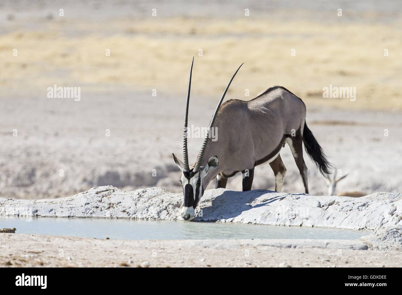 Adult oryx hi-res stock photography and images - Alamy