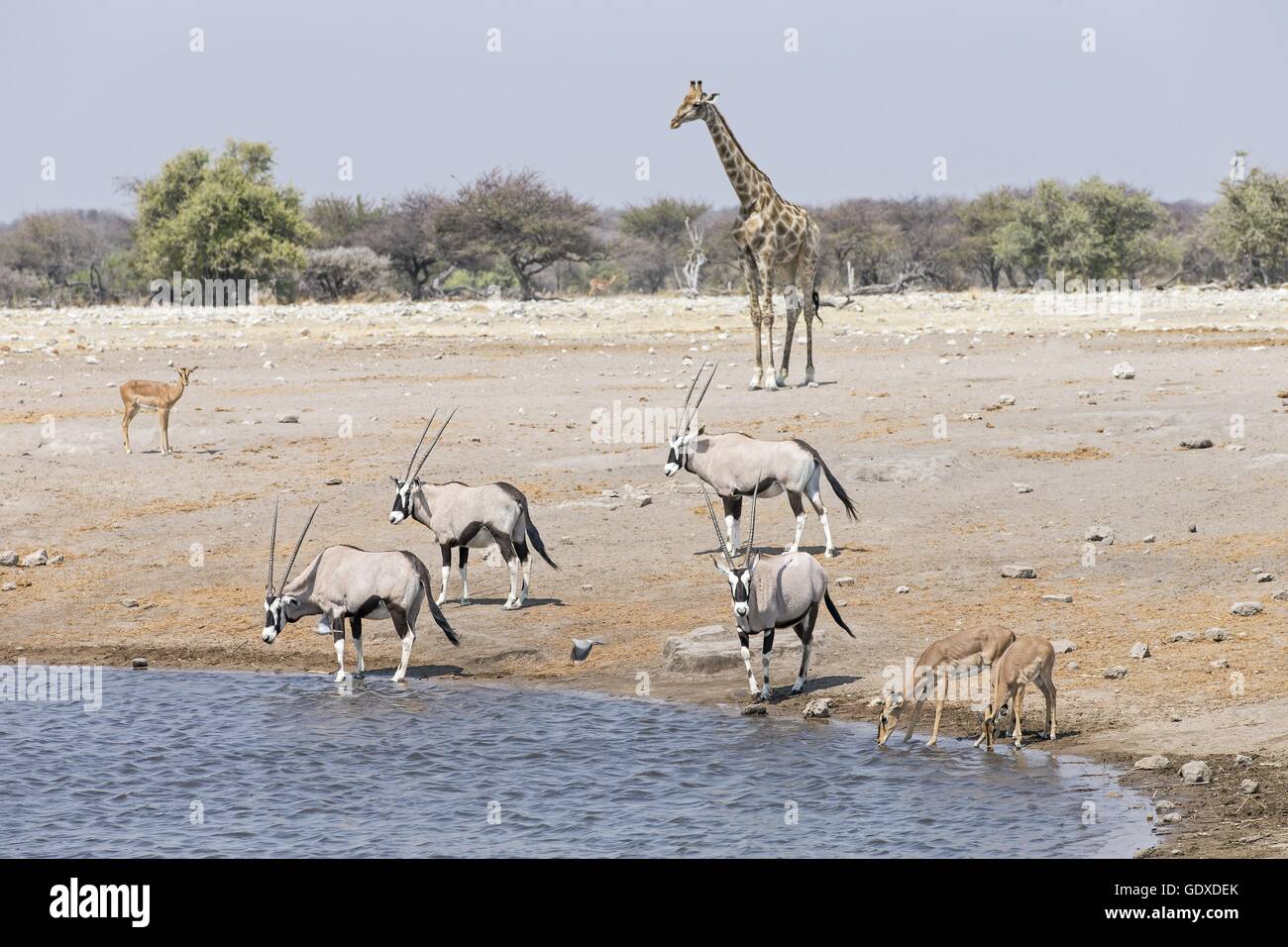 Oryxes hi-res stock photography and images - Alamy