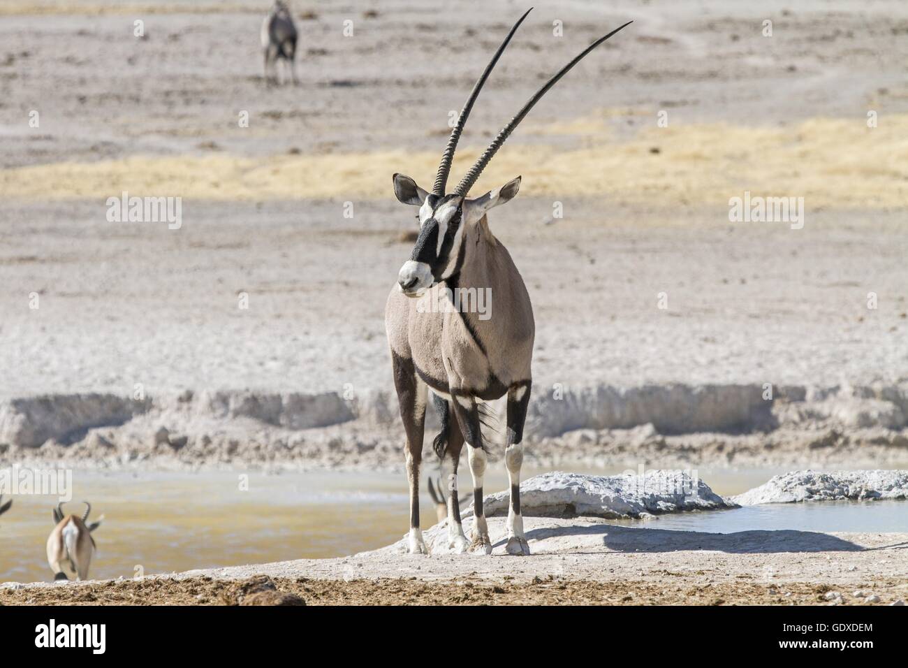 Oryxes hi-res stock photography and images - Alamy