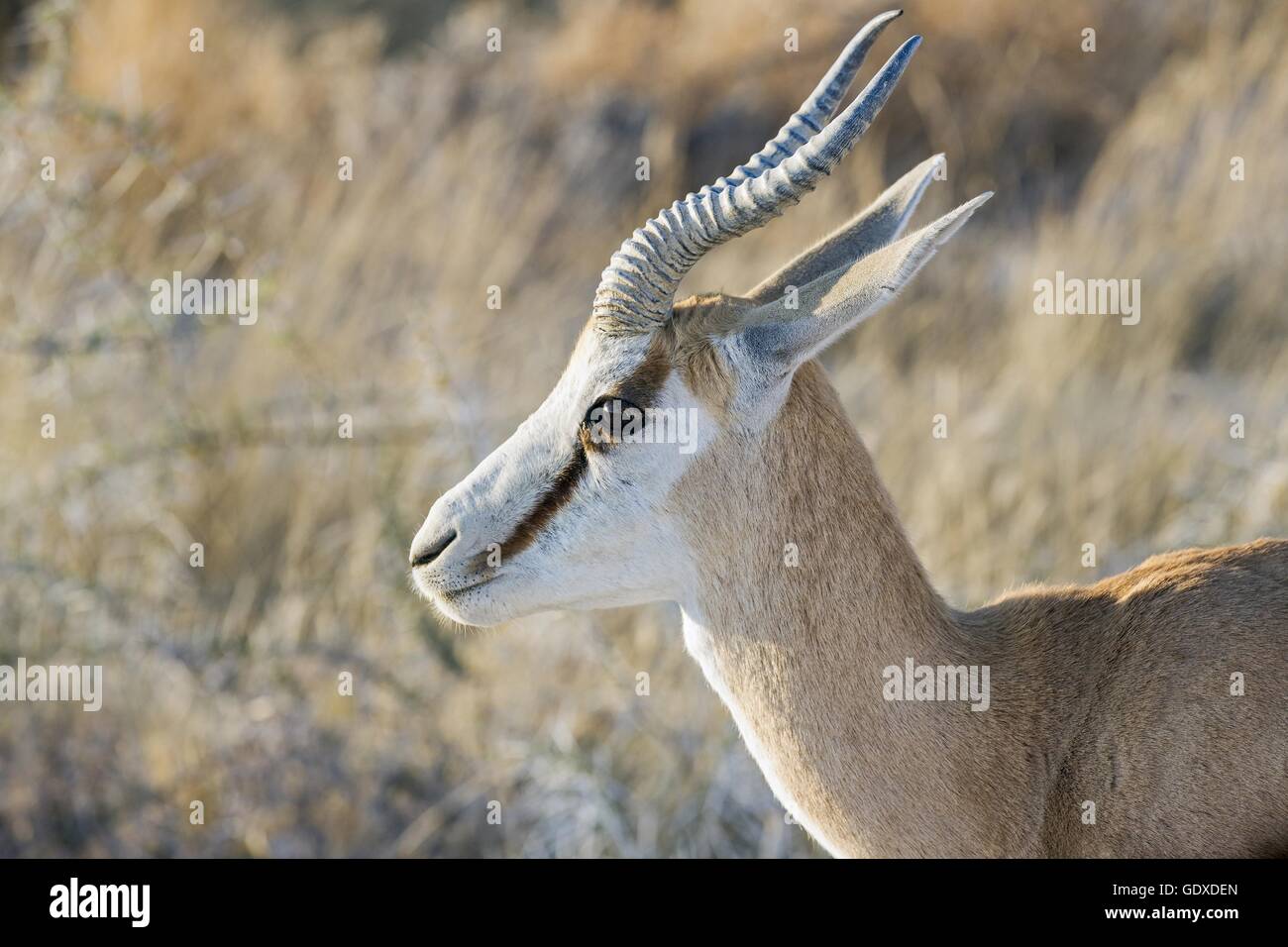 Springbok head hi-res stock photography and images - Alamy