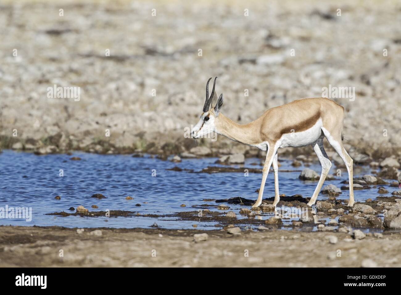 Springbok one horn hi-res stock photography and images - Alamy