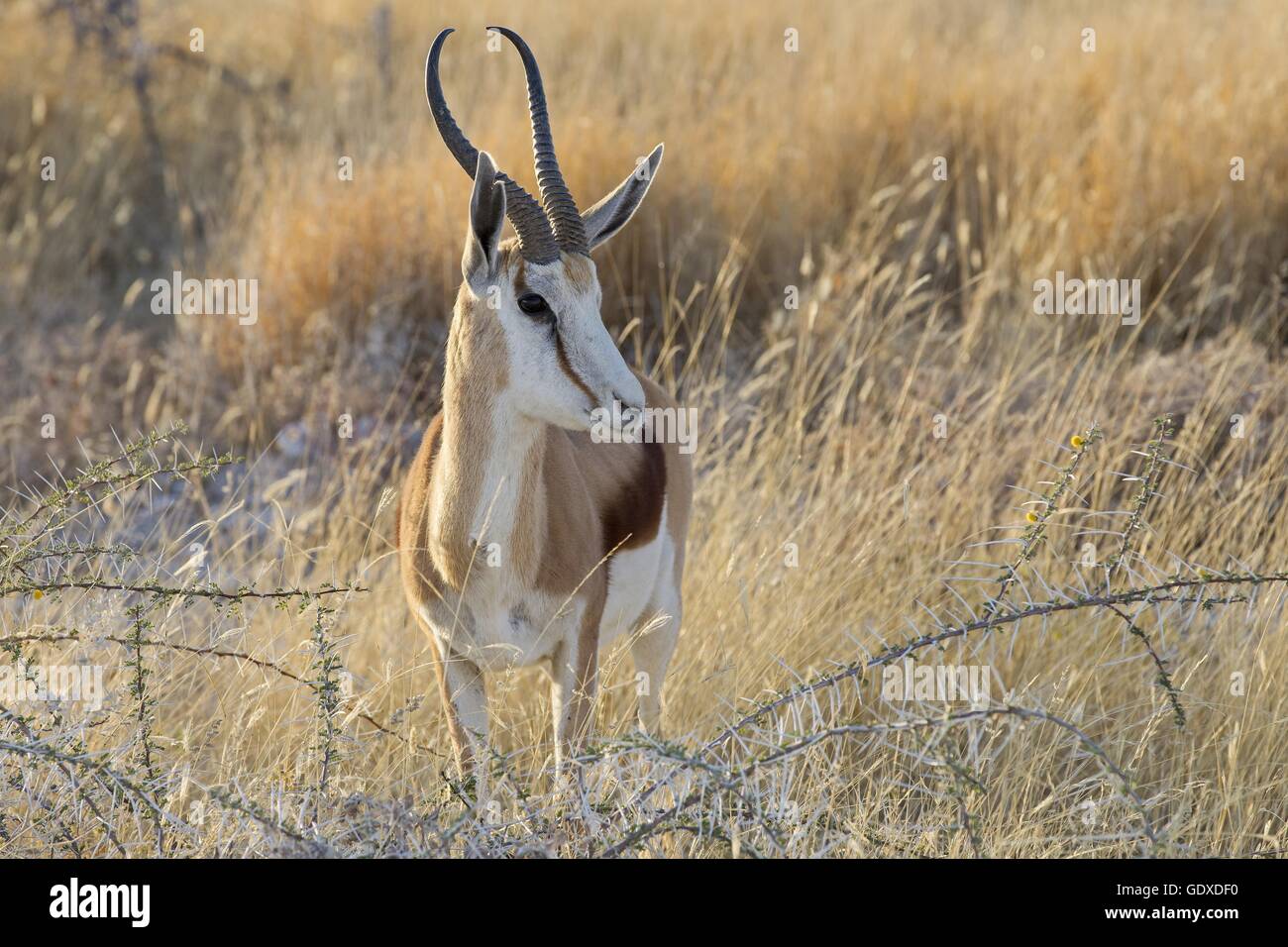 Springbok one horn hi-res stock photography and images - Alamy