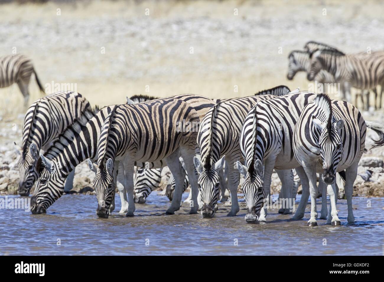 Zebras at water hole hi-res stock photography and images - Alamy