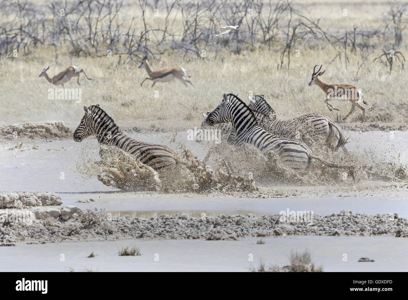 Splashing zebra hi-res stock photography and images - Alamy