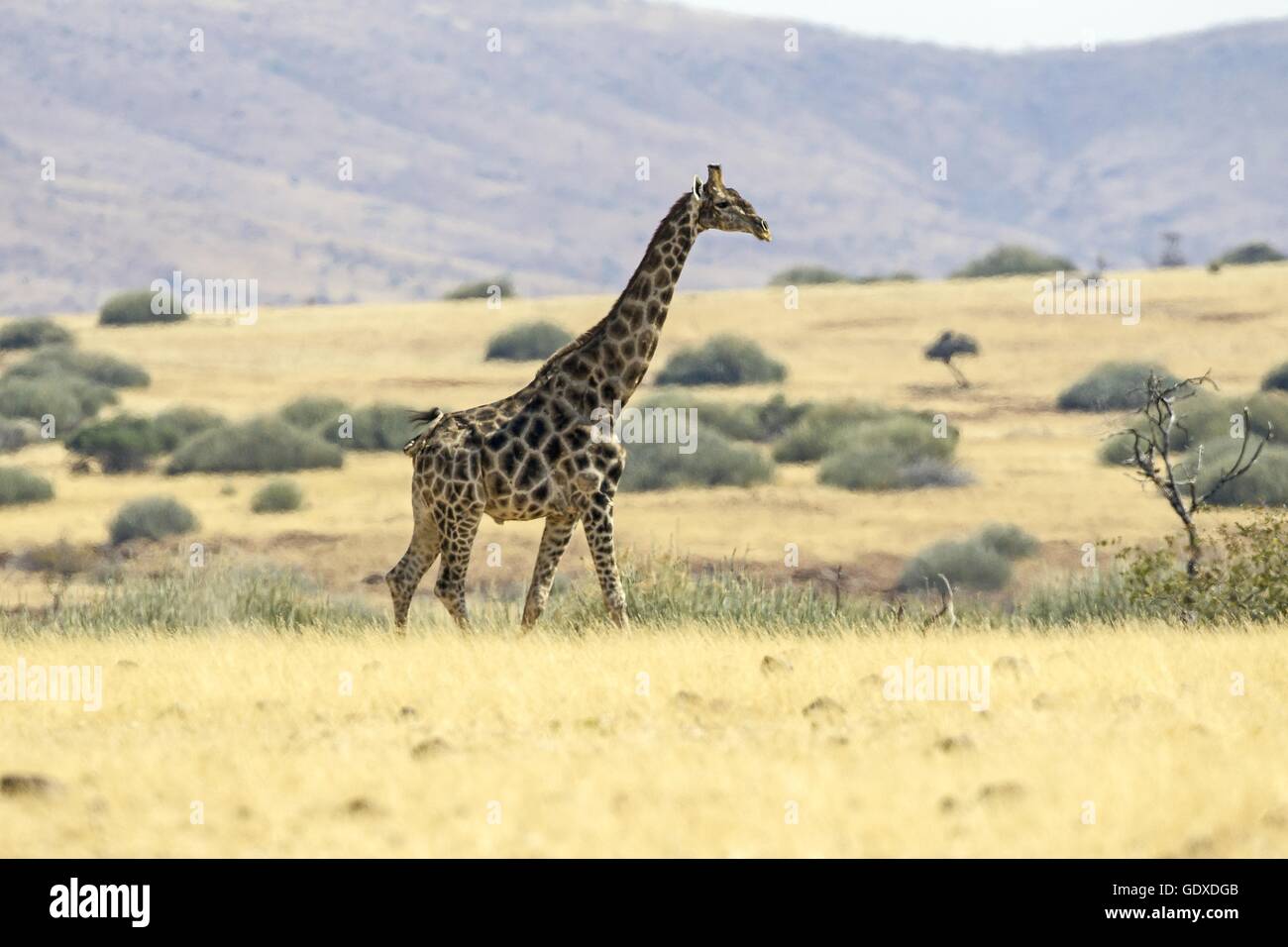 Angola bird hi-res stock photography and images - Alamy