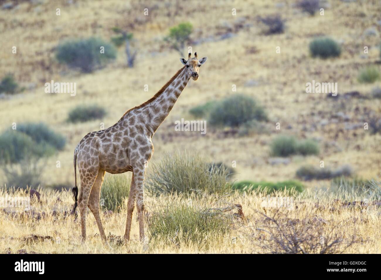 Wild Animals In Angola