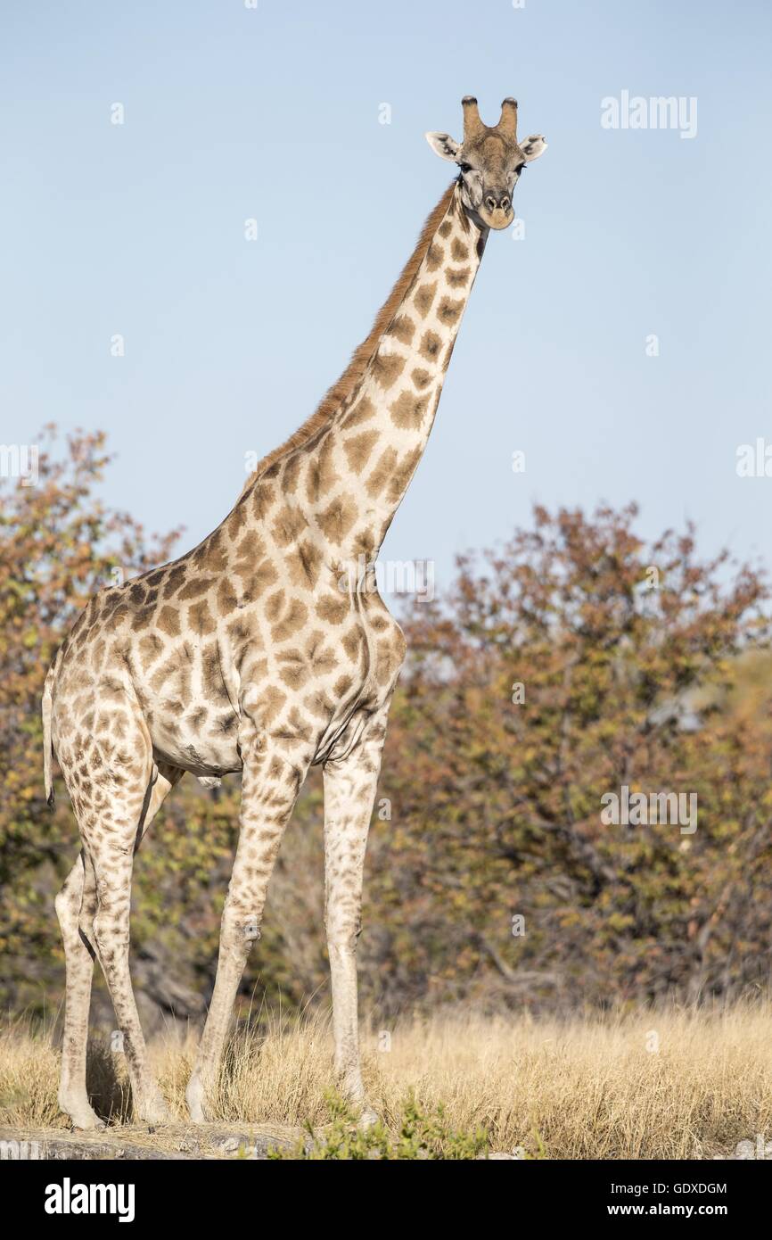 Angola Giraffe High Resolution Stock Photography and Images - Alamy