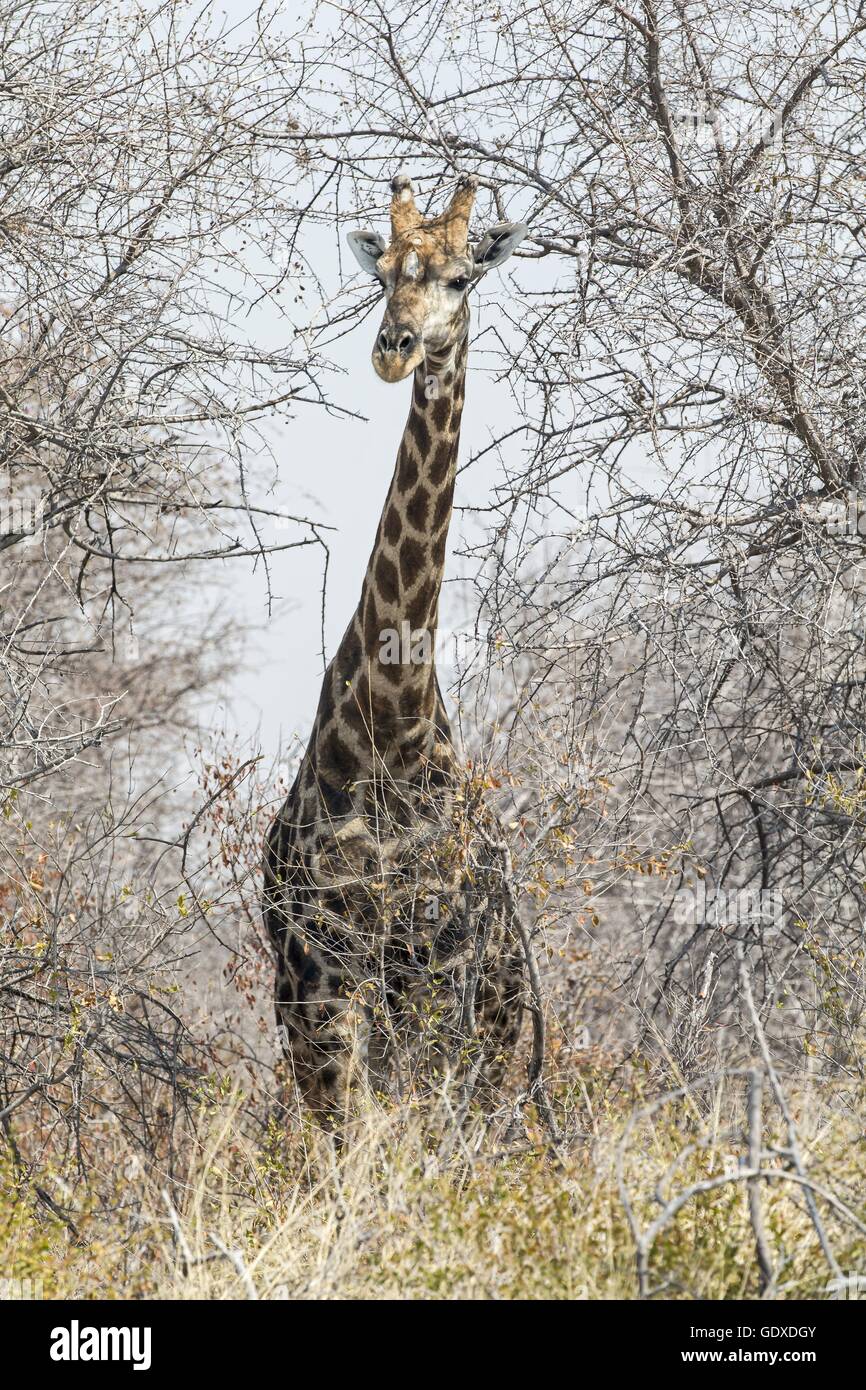Angola Stand High Resolution Stock Photography and Images - Alamy